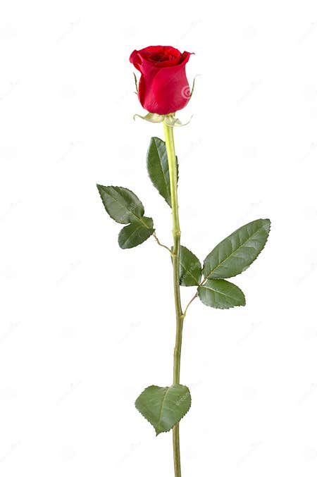 Long Stem Rose stock image. Image of object, color, passion - 405113