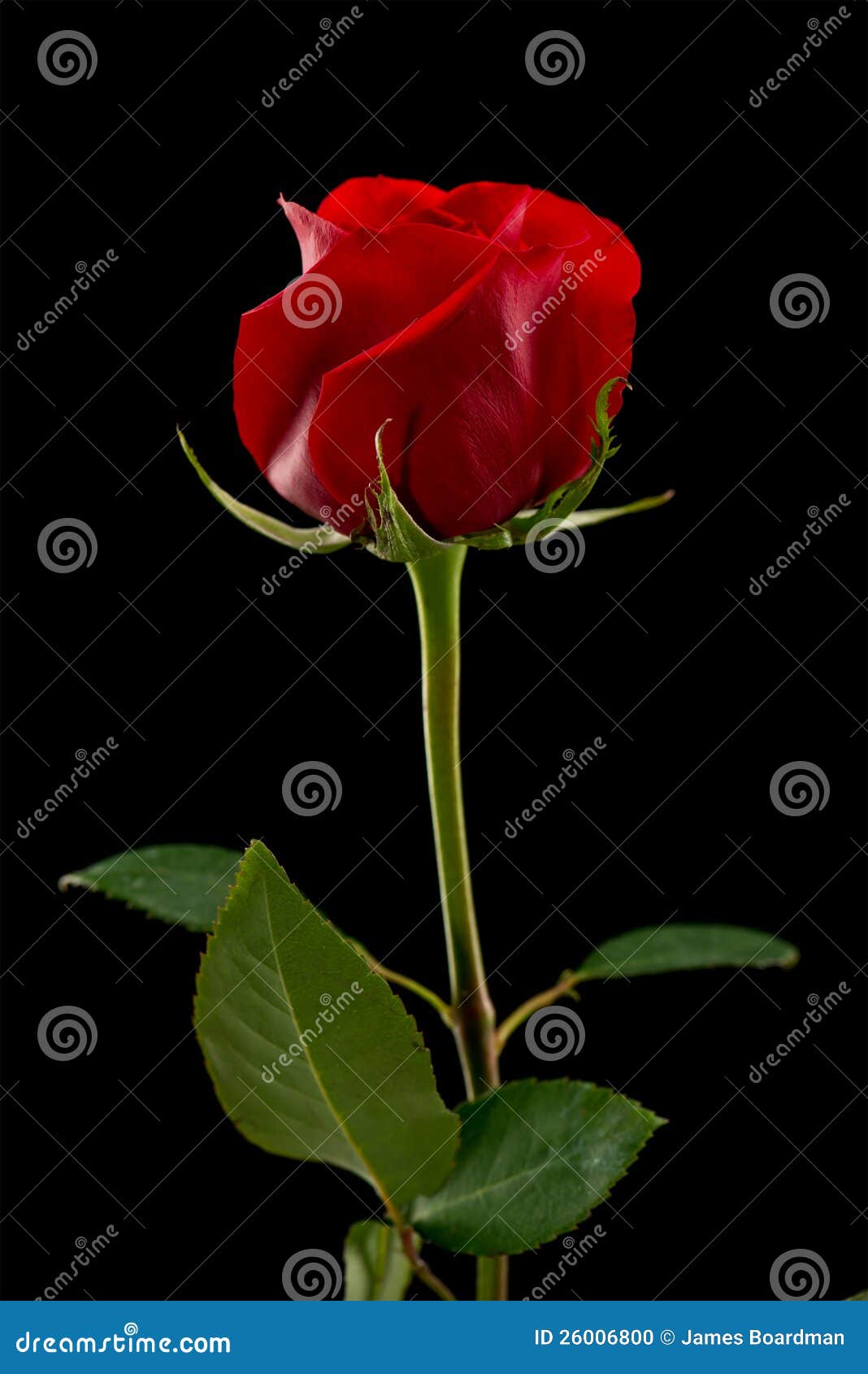 Long stem rose on black stock photo. Image of romance - 26006800