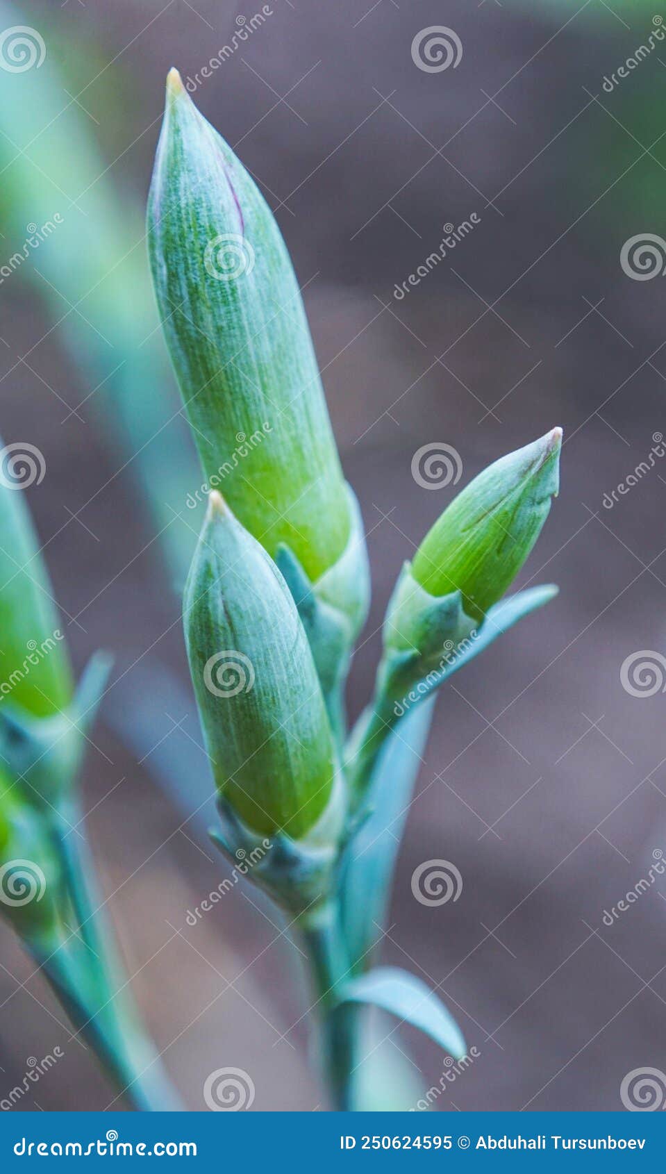 Long-stemmed flower buds stock image. Image of foliage - 250624595
