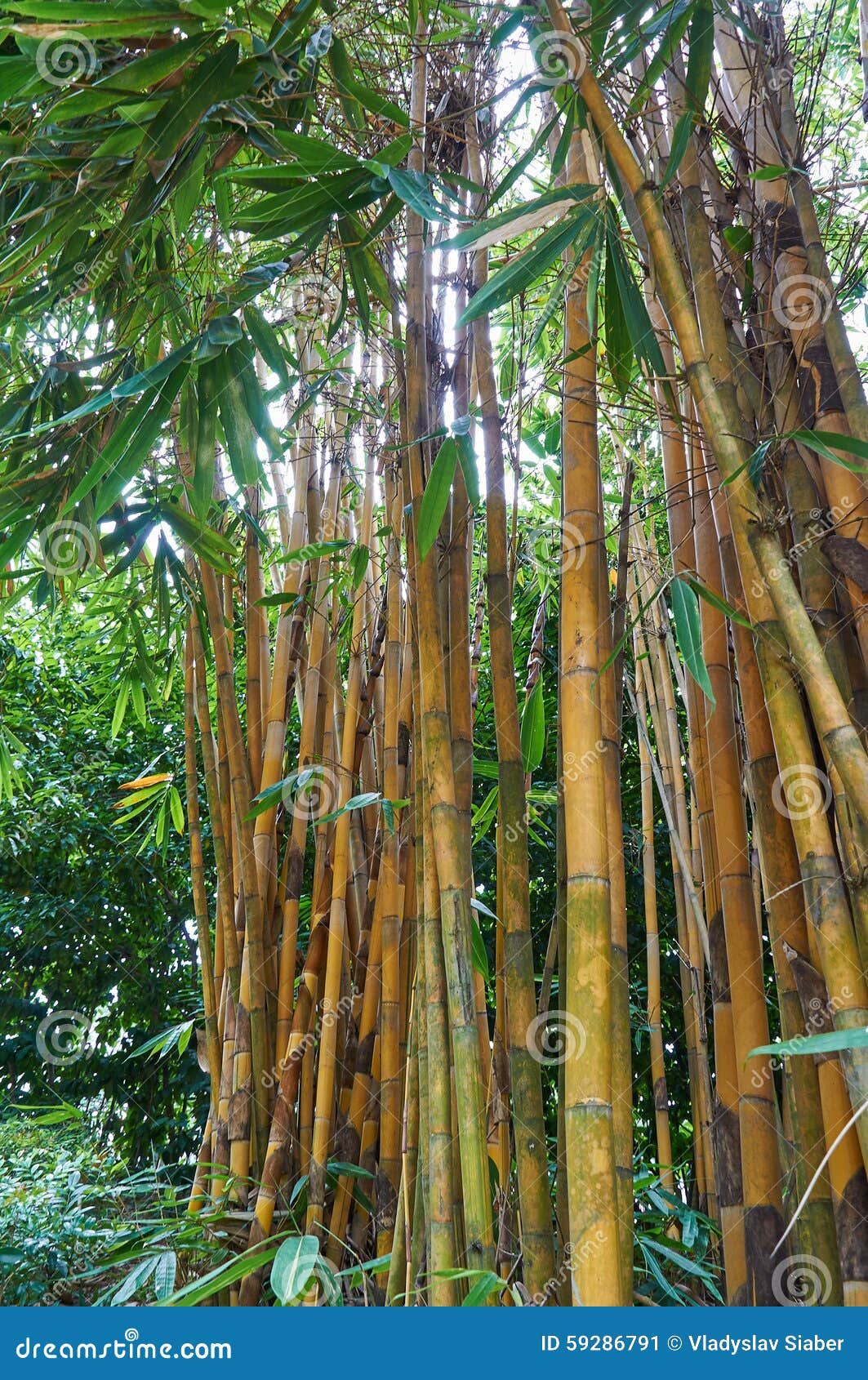 Long stems of bamboo stock image. Image of grove, forest - 59286791