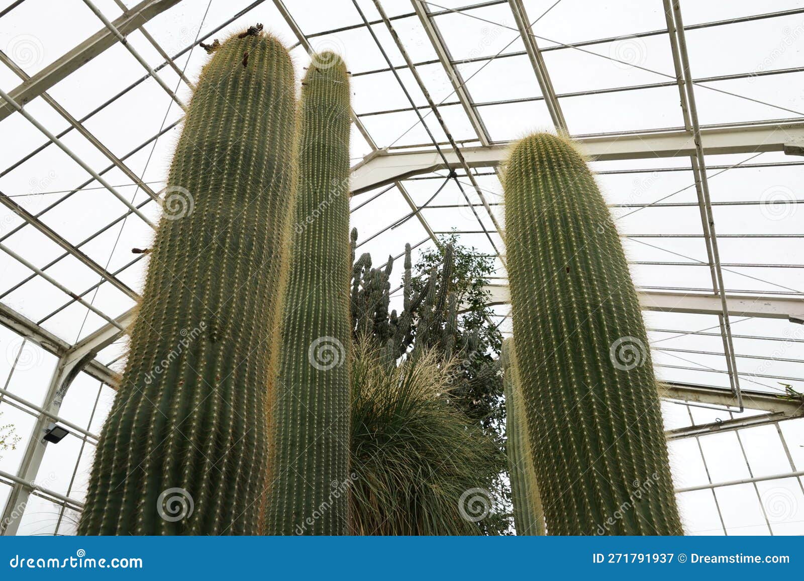 Long Stems of Columnar Cactus Captured in Low Angle View. among the ...