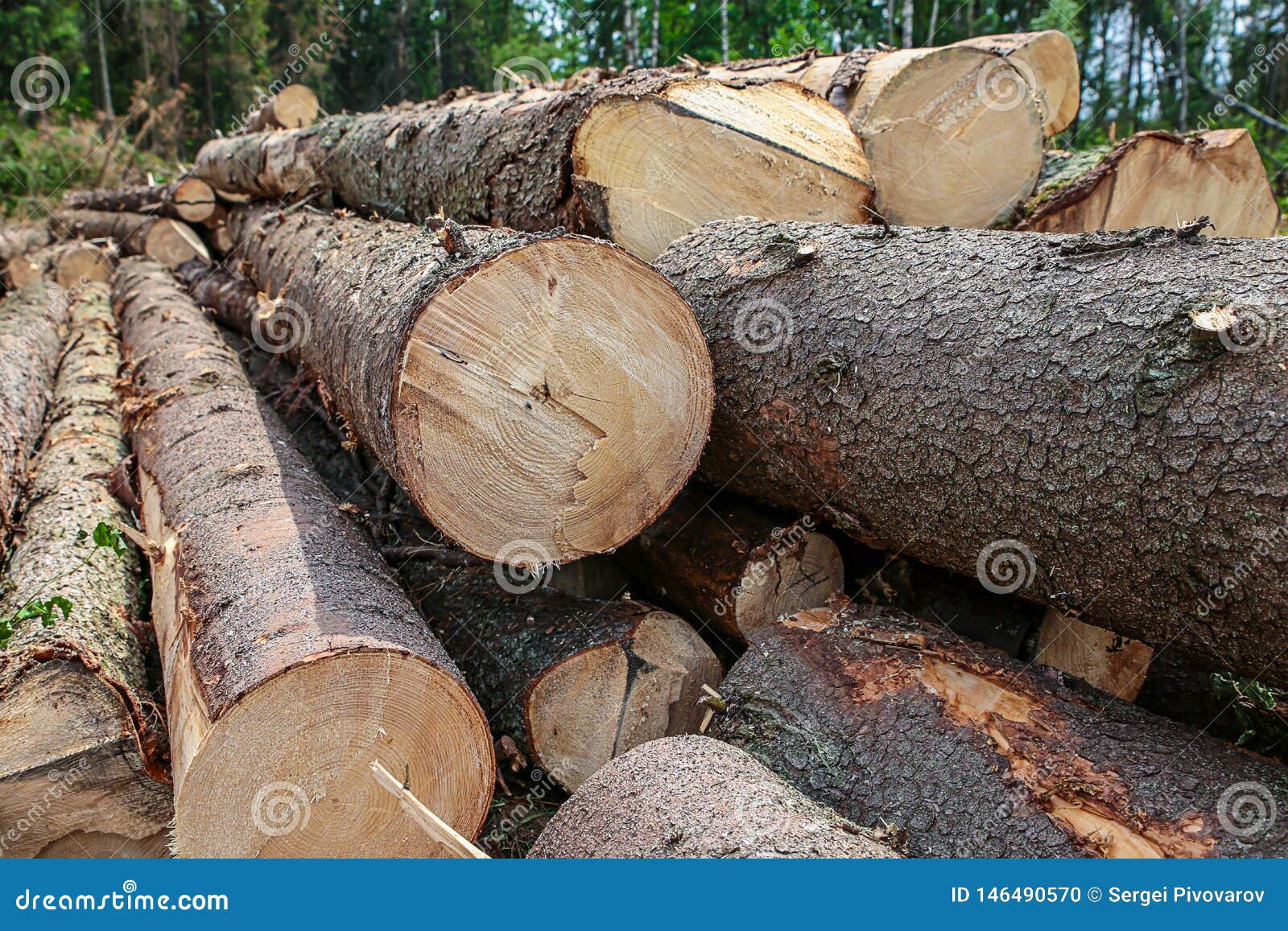 Long Stems Smooth Pine Hard Bark Brown End of Log Annual Rings Stock ...