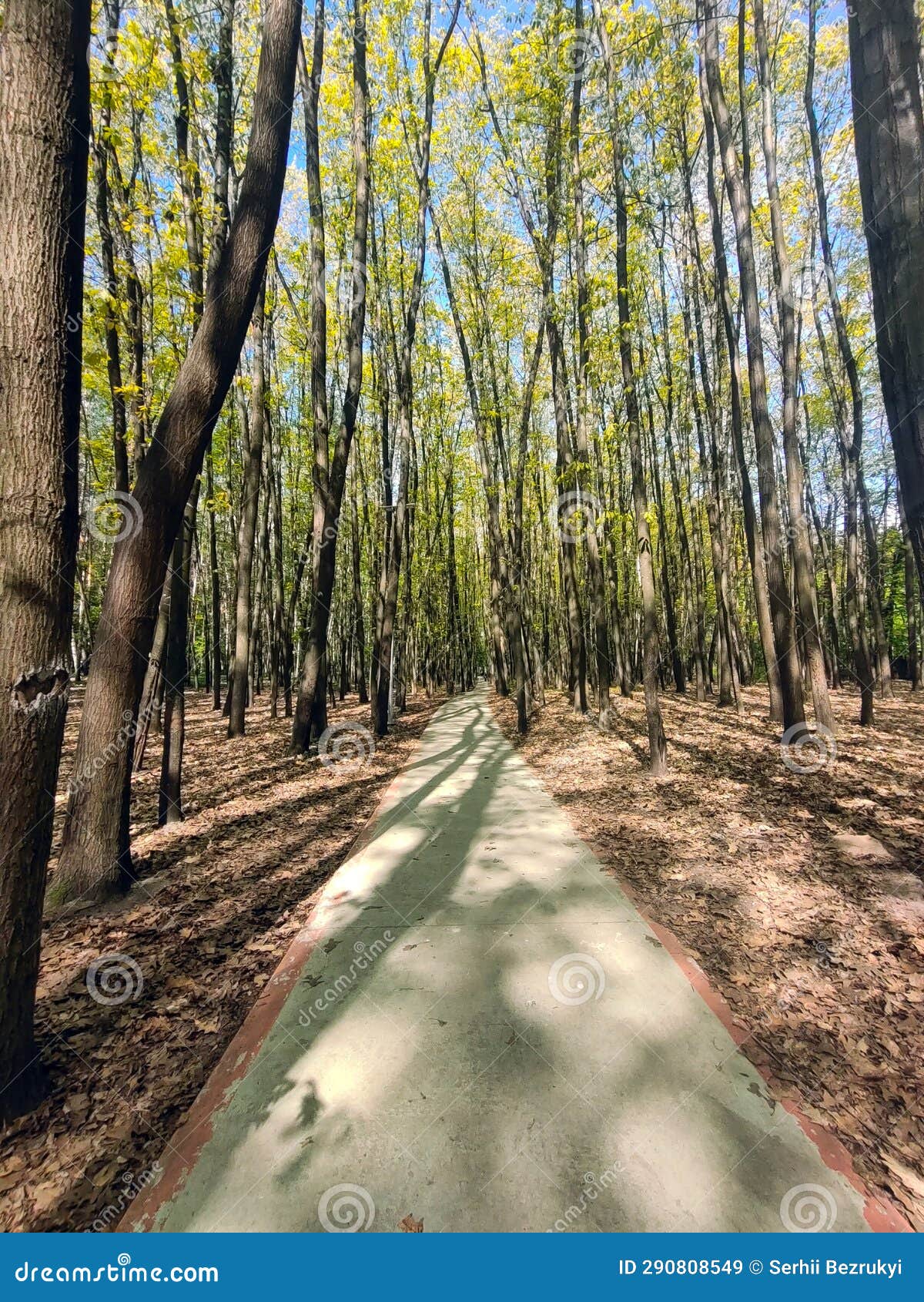 A Long Empty Asphalt Path in a City Park in Perspective between Trees ...