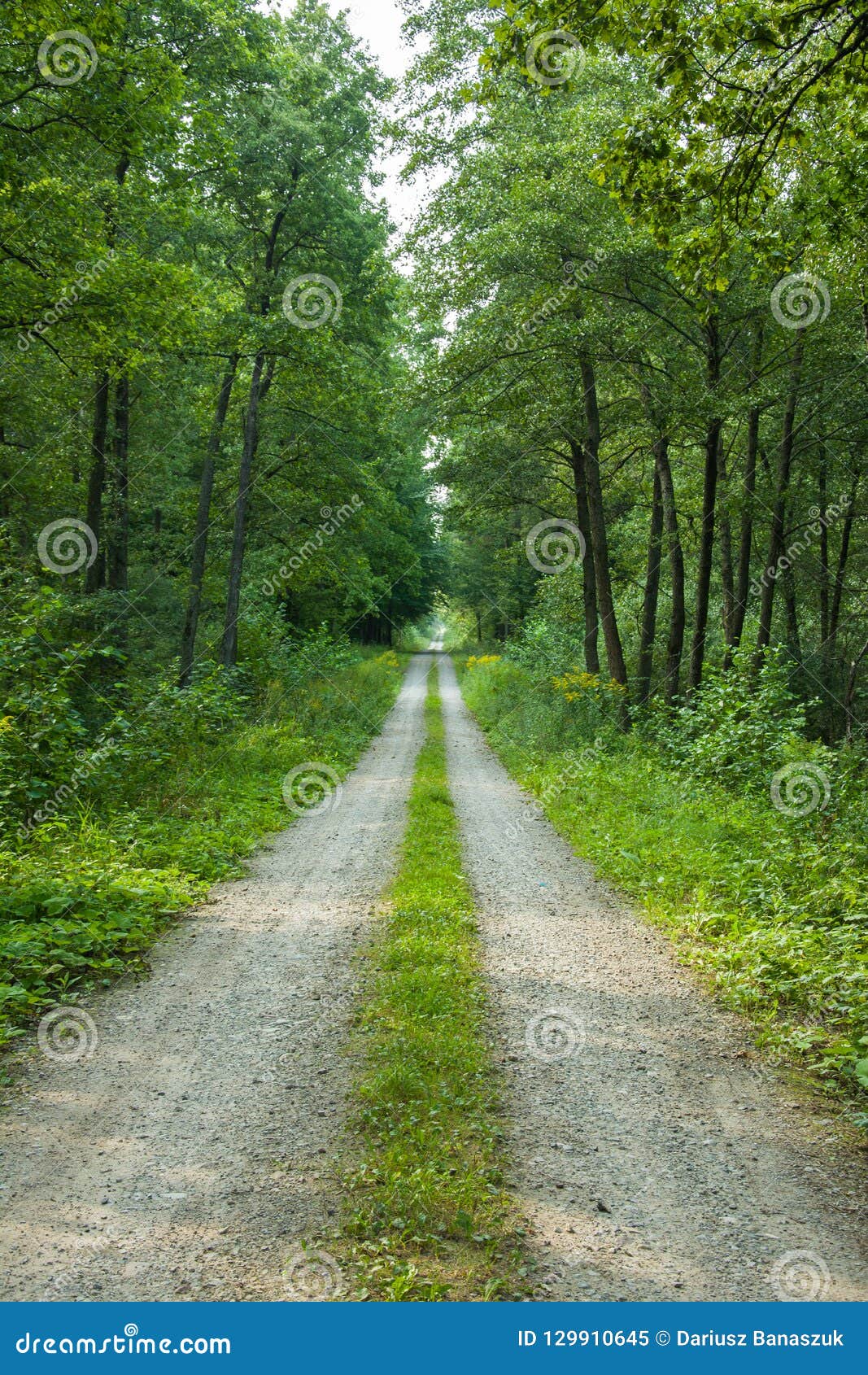 Straight Path Between Meadows And Forest Under Blue Sky Royalty-Free ...