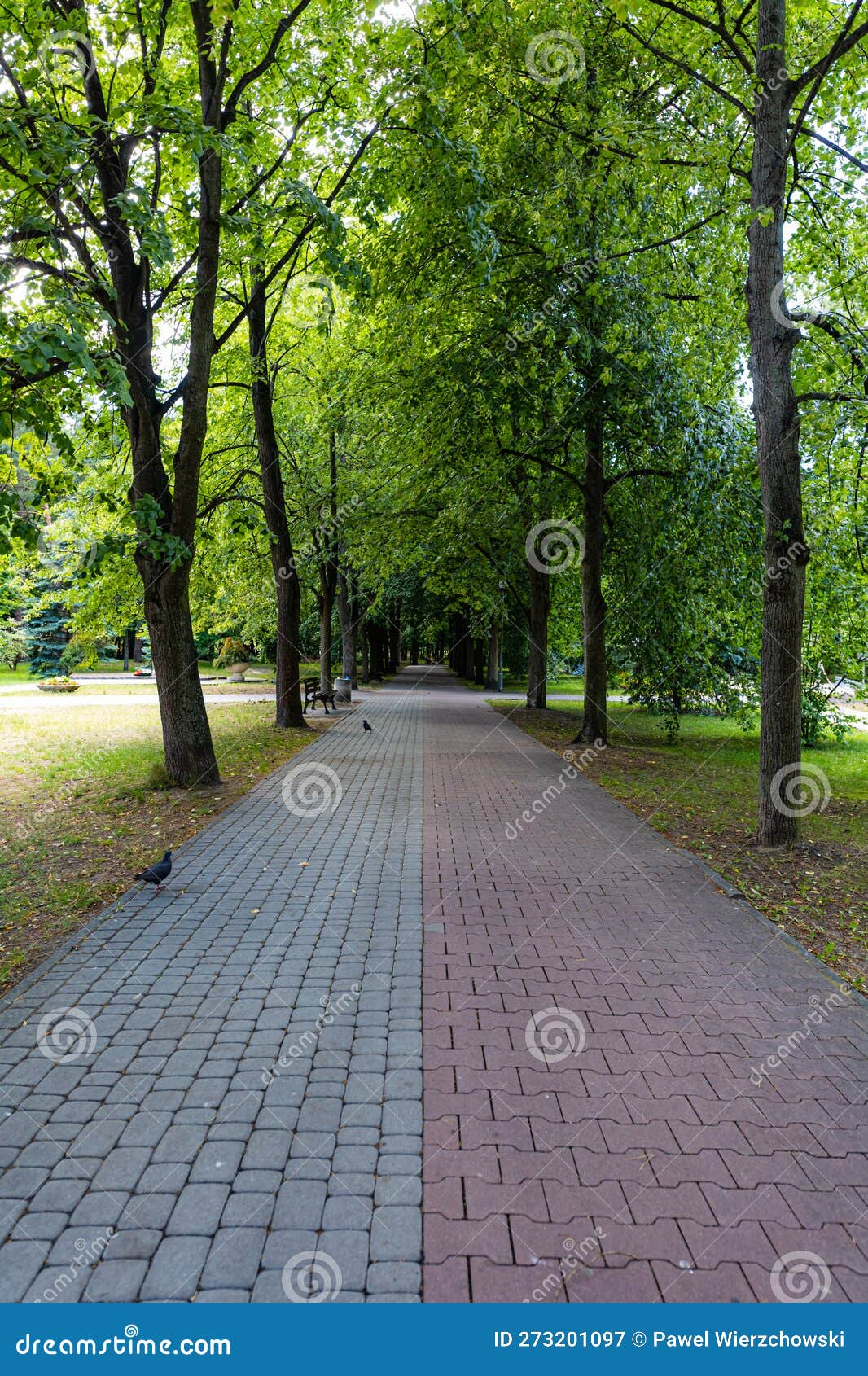 A Long Straight Path Made of Cobblestones among Symmetrically Planted ...