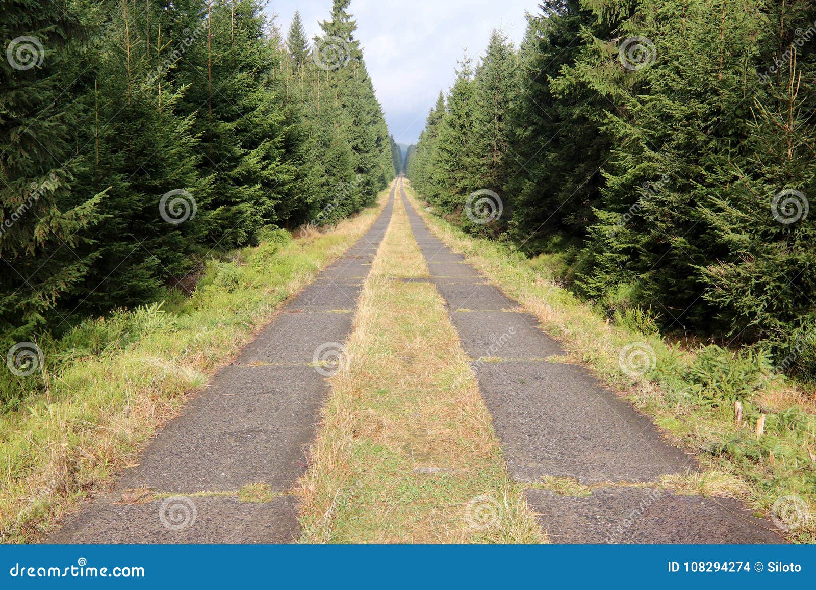 Long Straight Path through a Spruce Forest Stock Photo - Image of ...