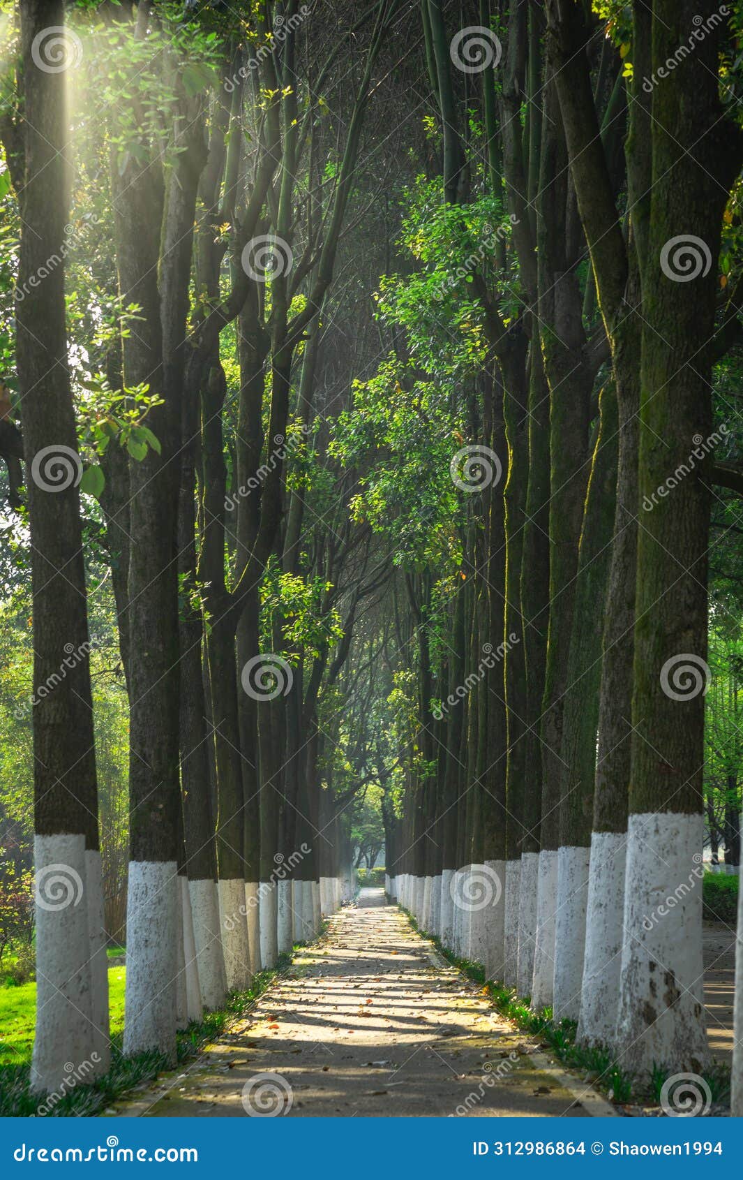 Long straight path road stock photo. Image of background - 312986864