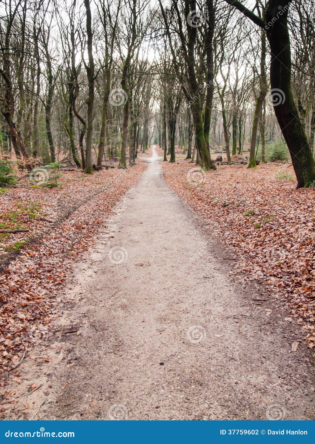 Long Straight Path through Woods Stock Photo - Image of bend, natural ...