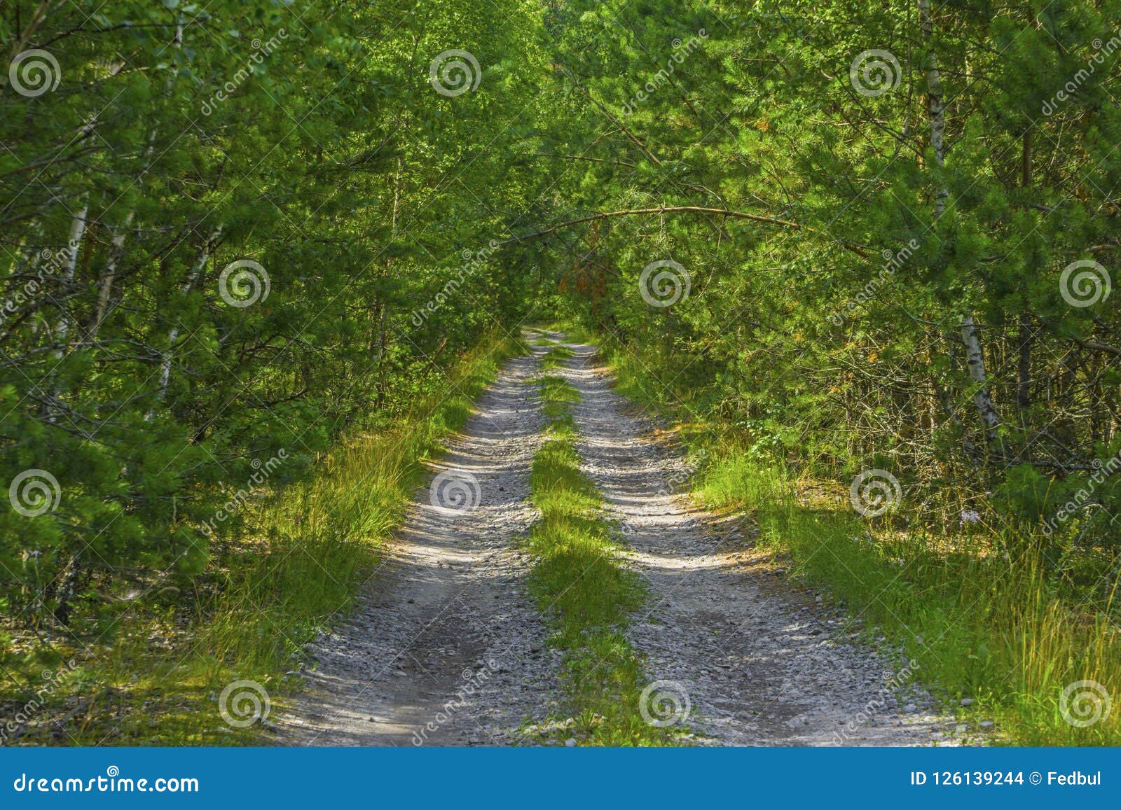 Long Straight Road through the Forest Stock Photo - Image of hike, away ...
