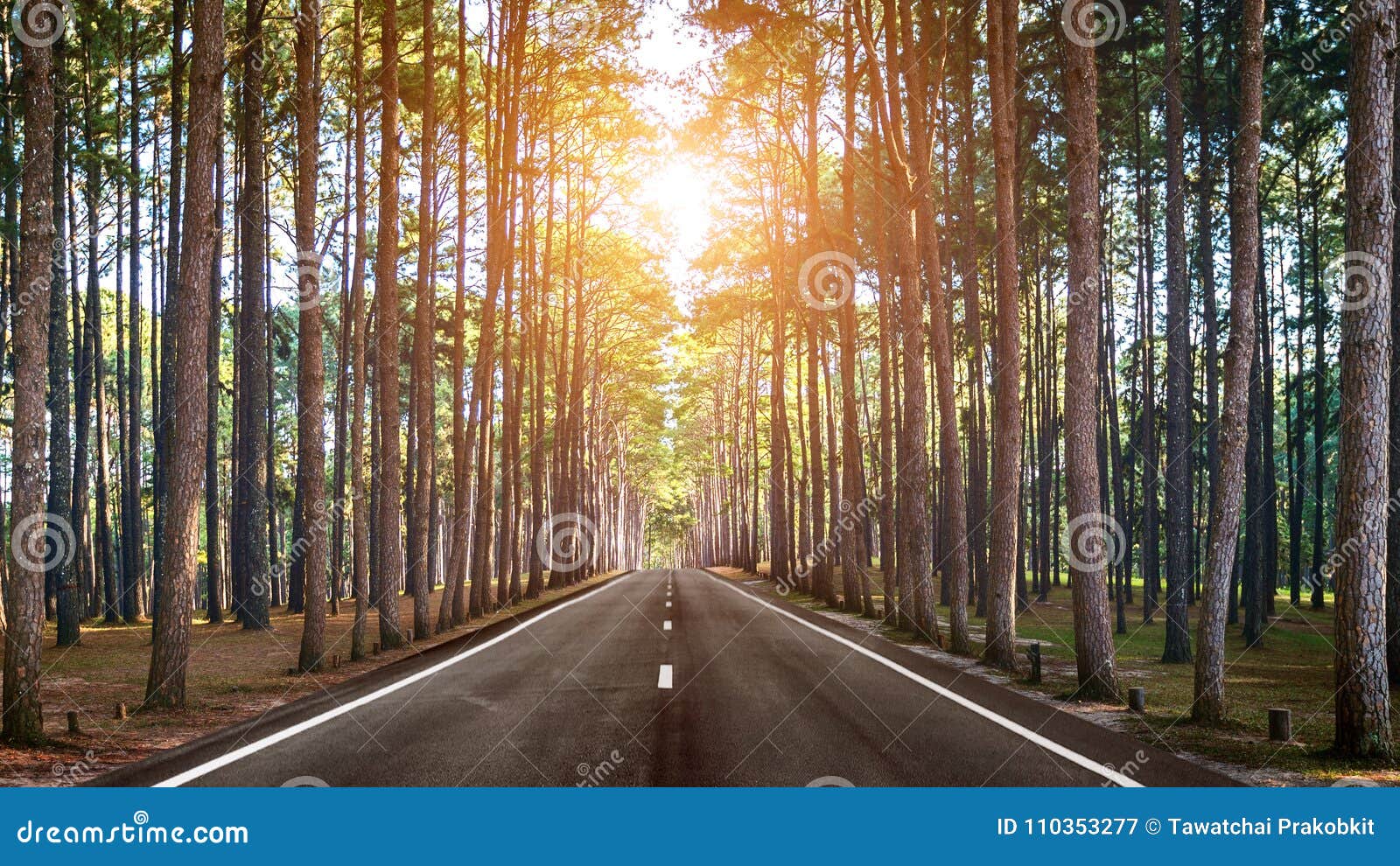 A Long Straight Road in Forest Stock Image - Image of highway ...