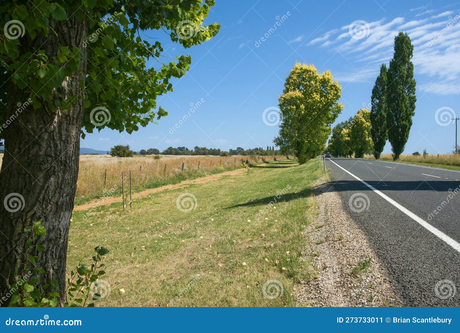 Long Straight Road Lined with Tall Trees Stock Image - Image of long ...