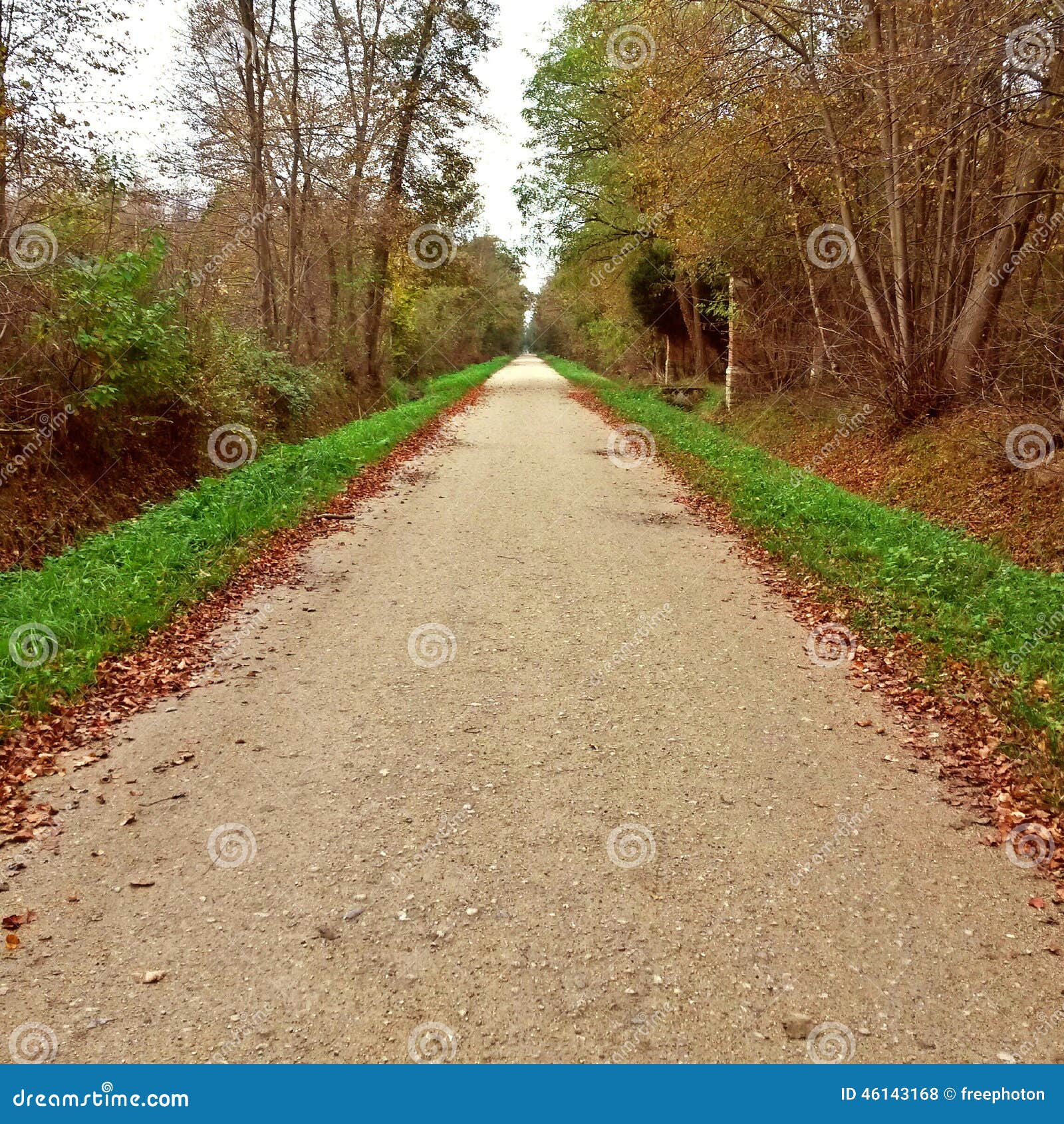 Long Straight Road Path In Forest Stock Photo | CartoonDealer.com #46143168