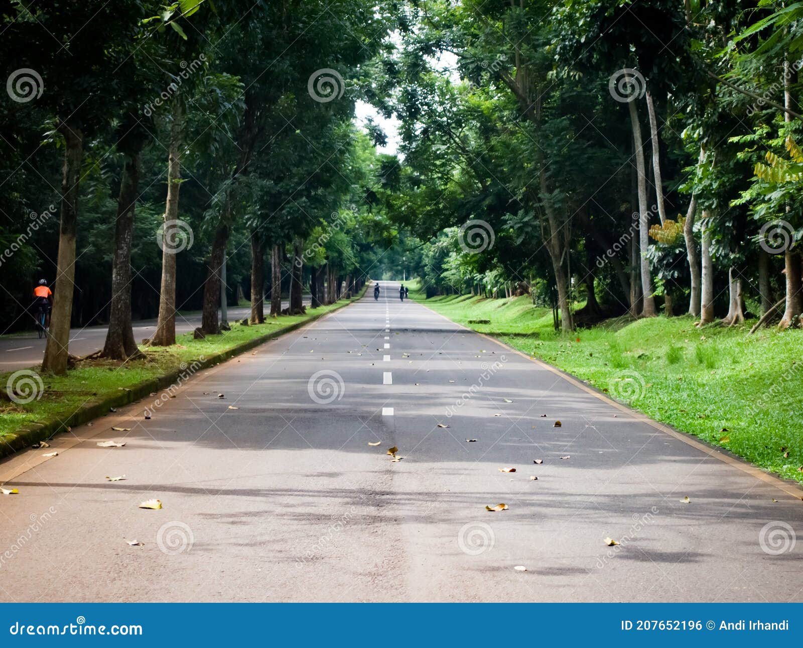 Long Straight Way with Lined Trees Stock Photo - Image of city, trees ...