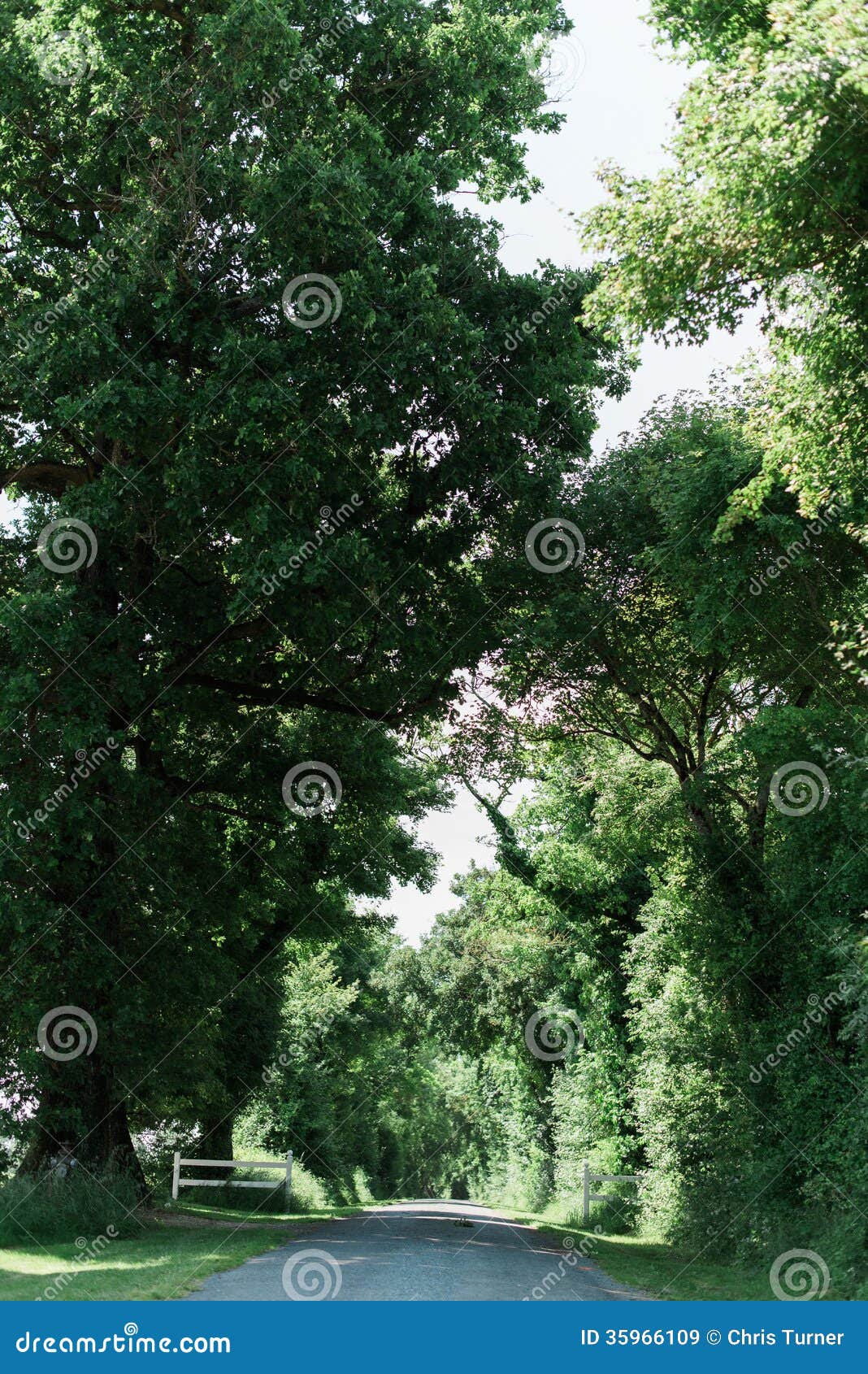 Long Street Lined with Large Green Trees Stock Image - Image of grass ...
