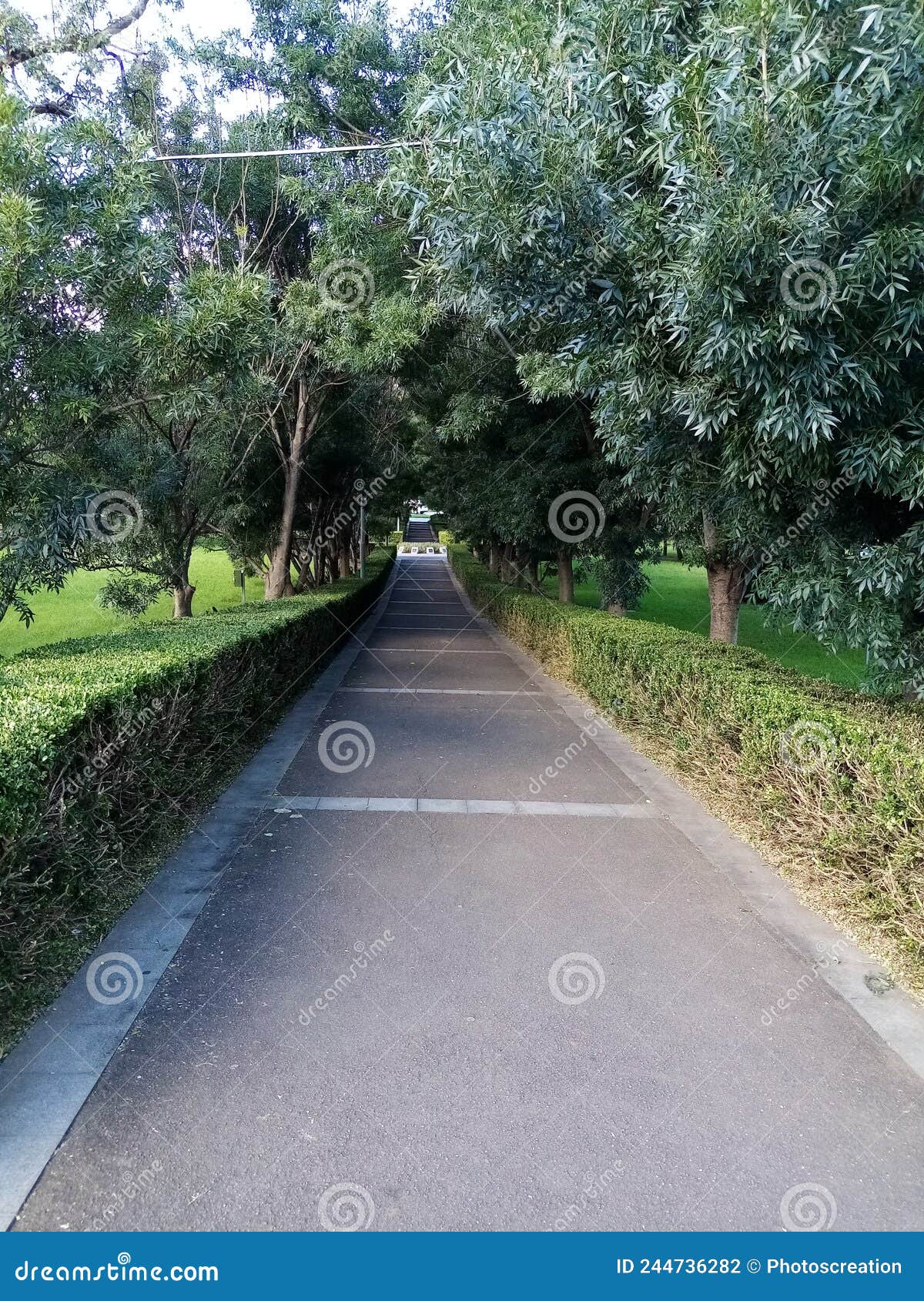 Long street, Nature stock photo. Image of park, lawn - 244736282