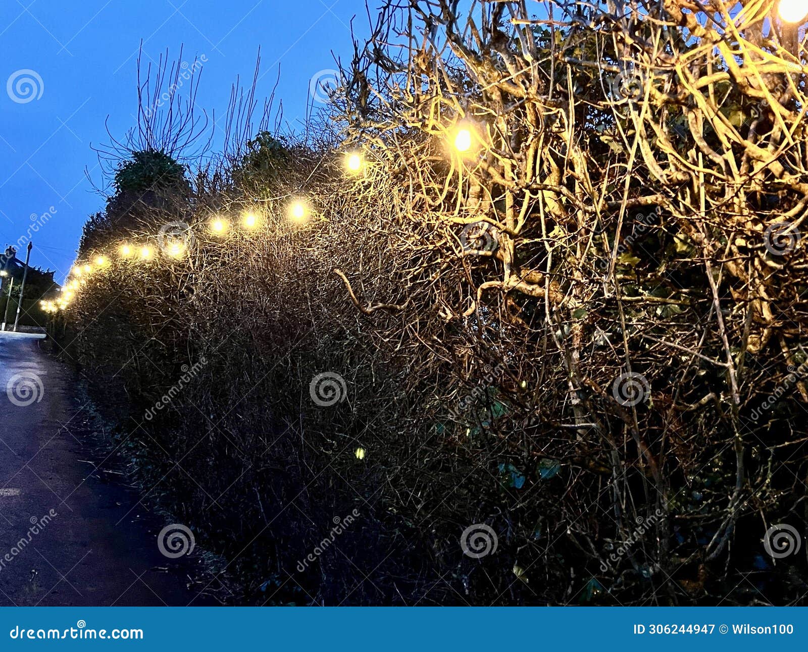 Rope Lights stock image. Image of hedge, lights, long - 306244947