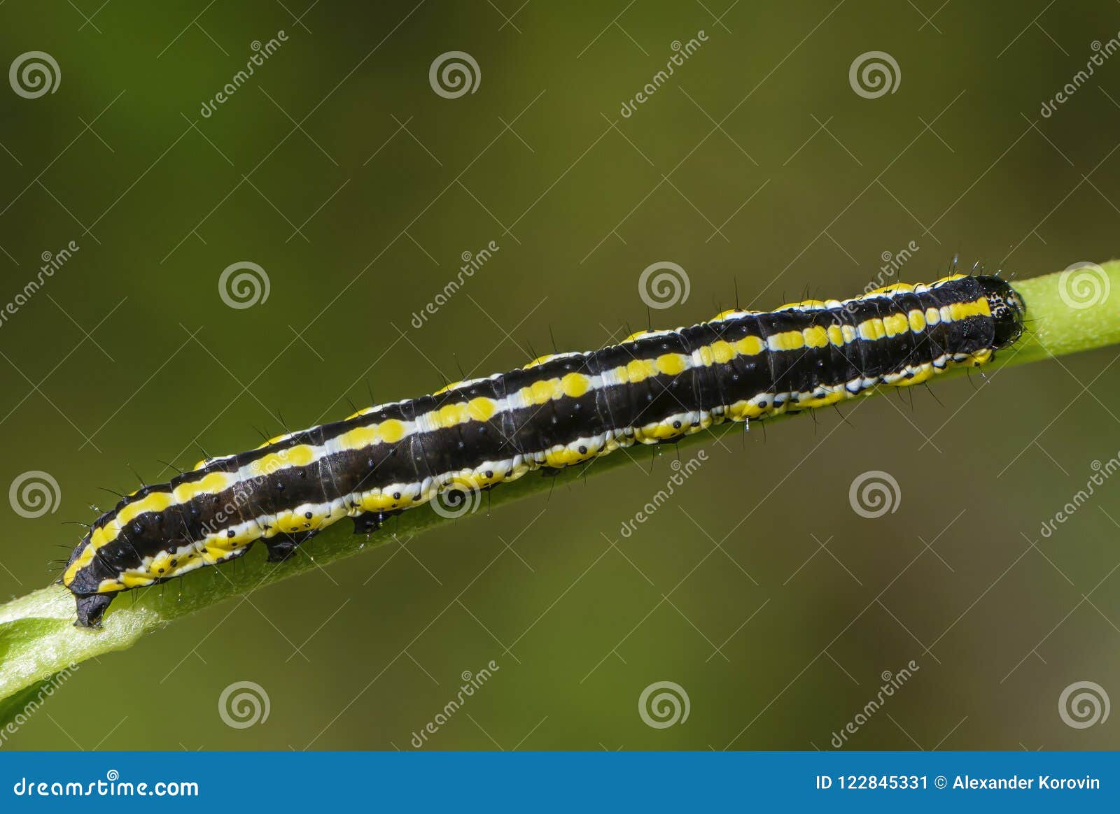 Long Striped Caterpillar with a Beautiful Pattern on Its Sides Stock ...