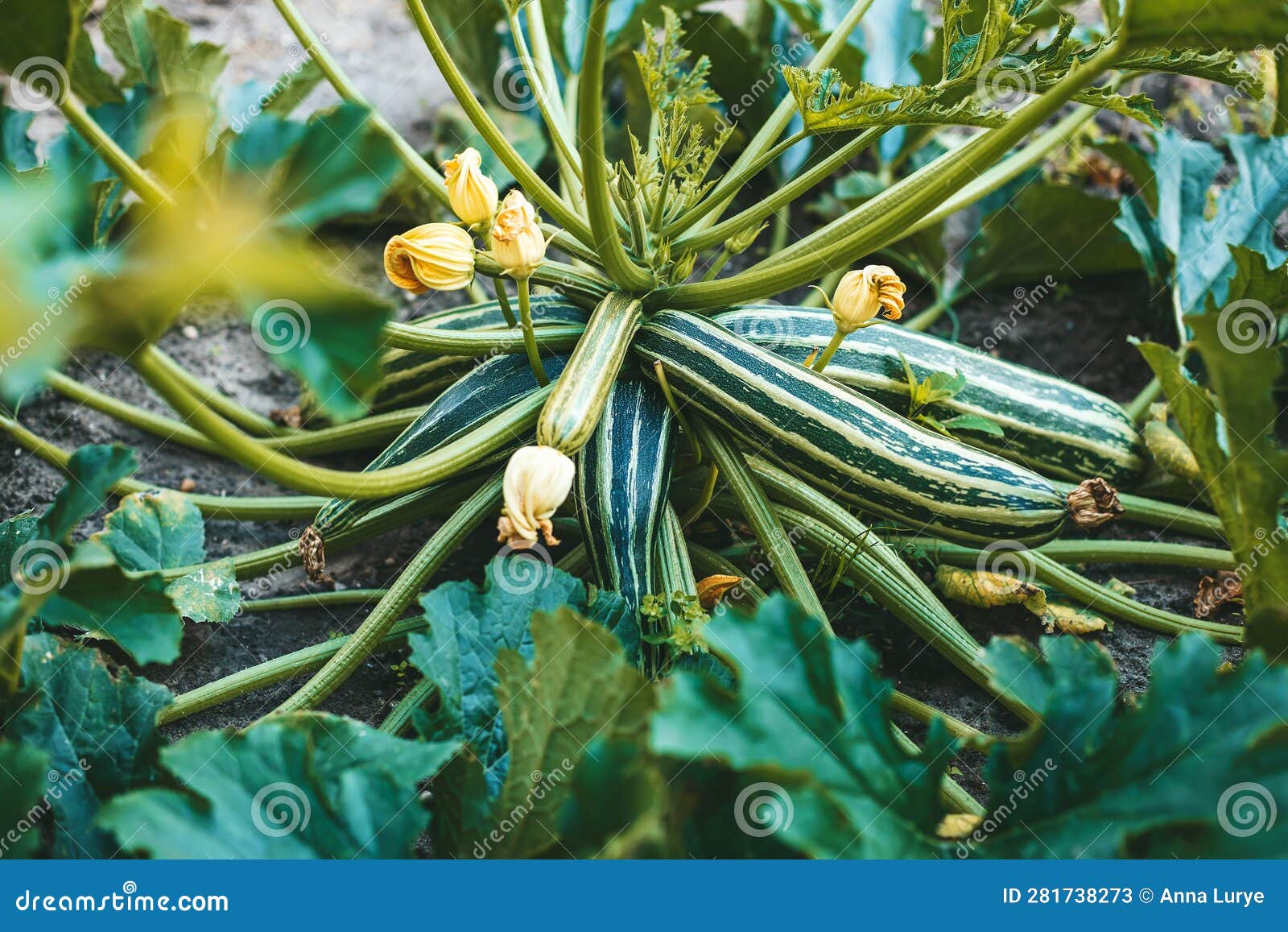 Long Striped Zucchini or Vegetable Marrow in the Garden Stock Image ...