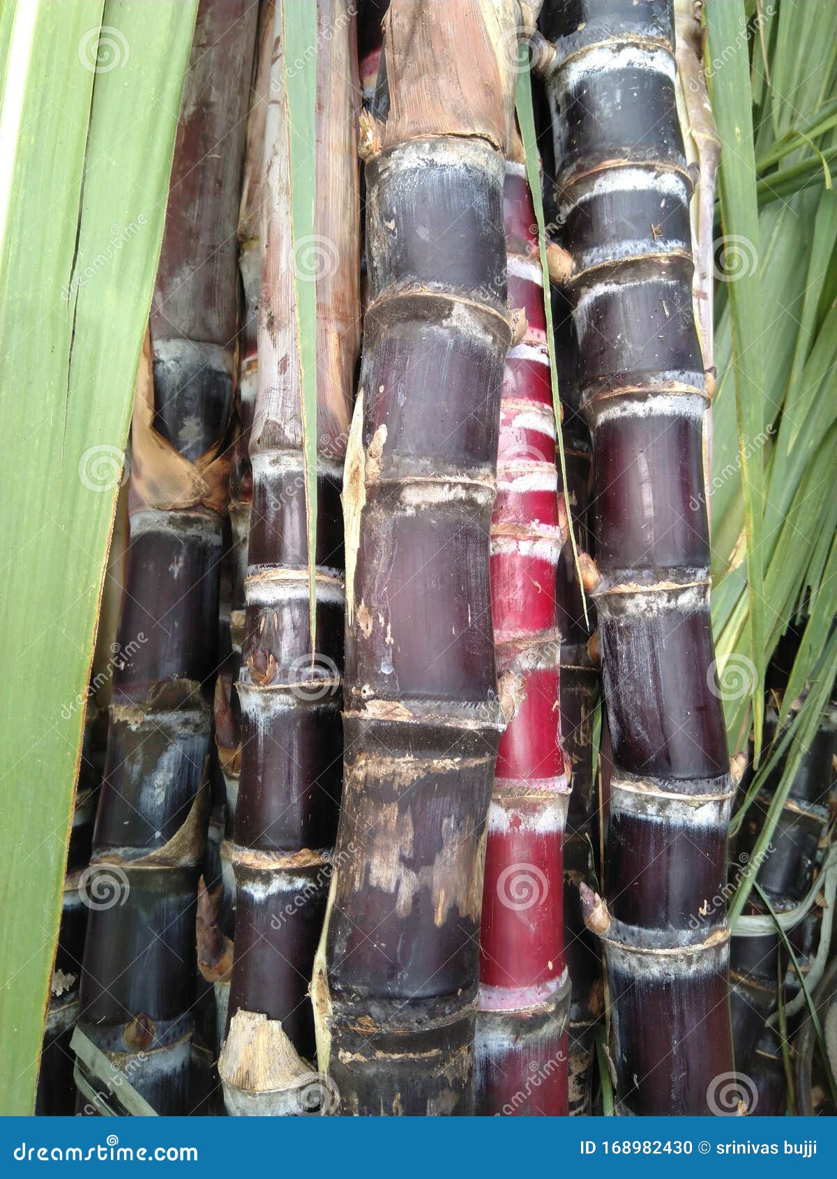 Long Sugar Cane Stems Looks Fresh and Beutiful Stock Photo - Image of ...