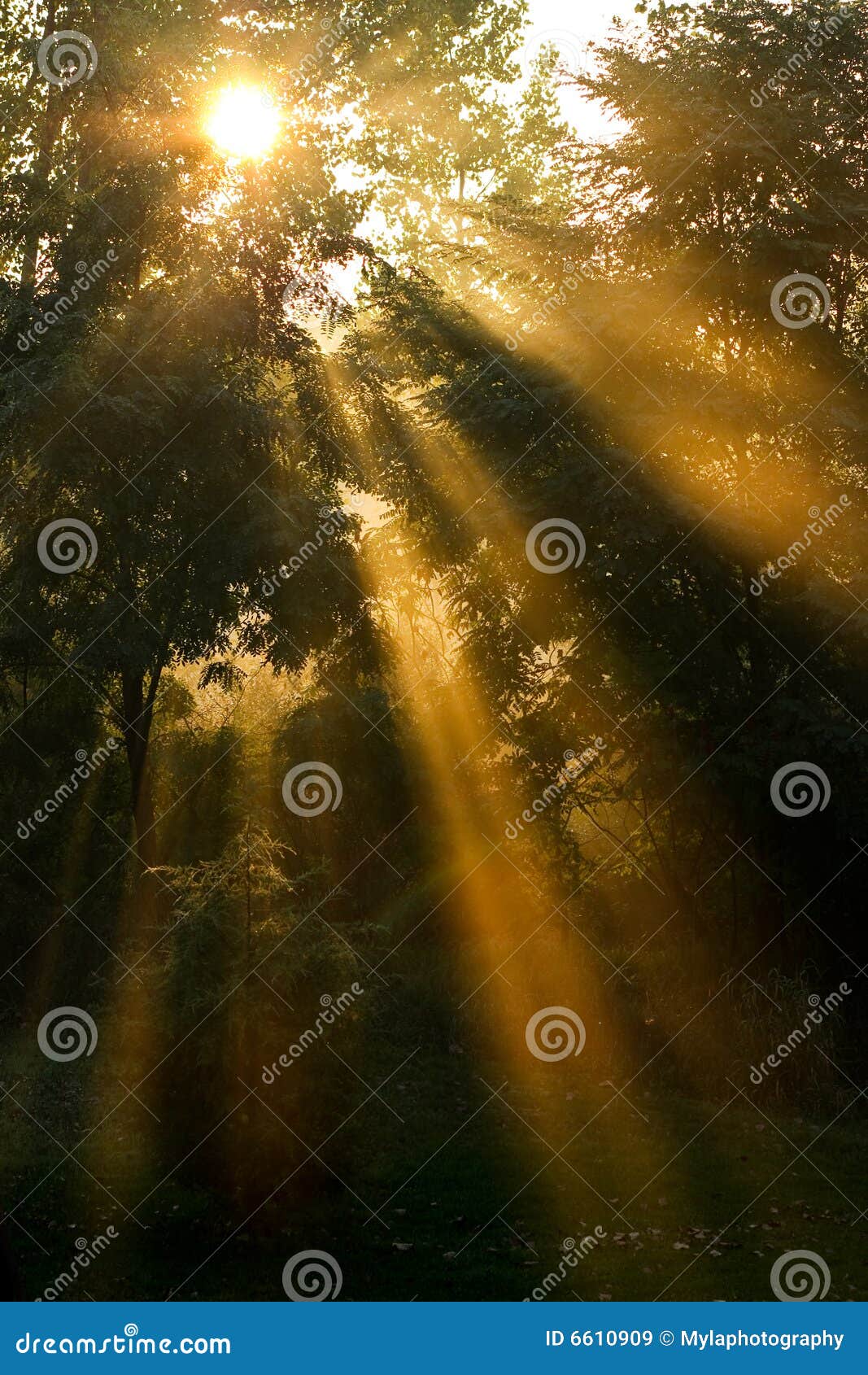Long sun rays stock image. Image of long, backyard, forest - 6610909