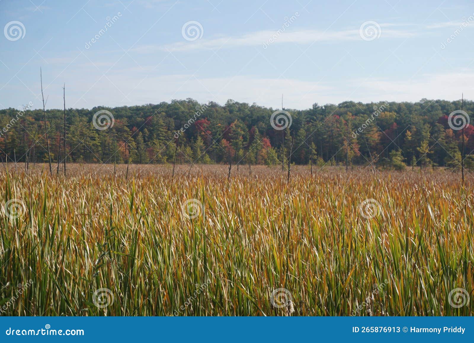 Long Swamp Grass in the Morning Sun in Fall Stock Image - Image of ...