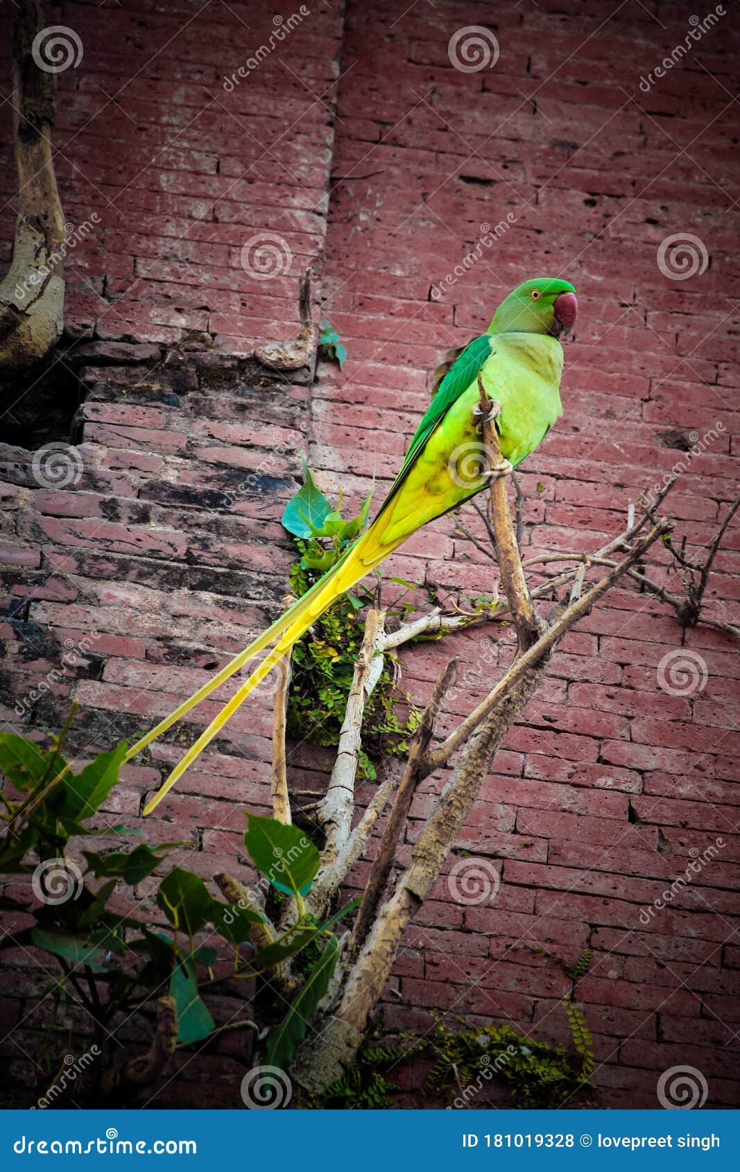 Long Tail Green Parrot Nature Stock Photo - Image of tail, long: 181019328