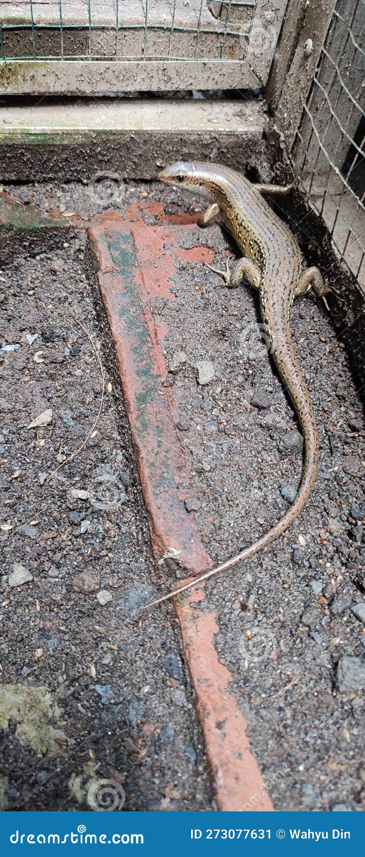Lizard stock image. Image of yard, long, lizard, tail - 273077631