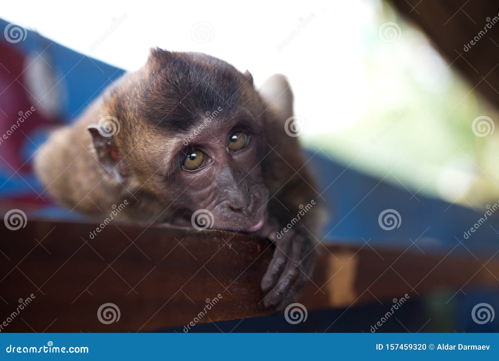 Long Tail Macaque Baby Monkey in the Zoo Stock Photo - Image of ...