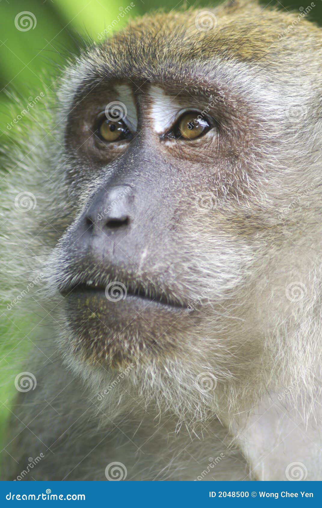 Long tail macaque face stock photo. Image of background - 2048500