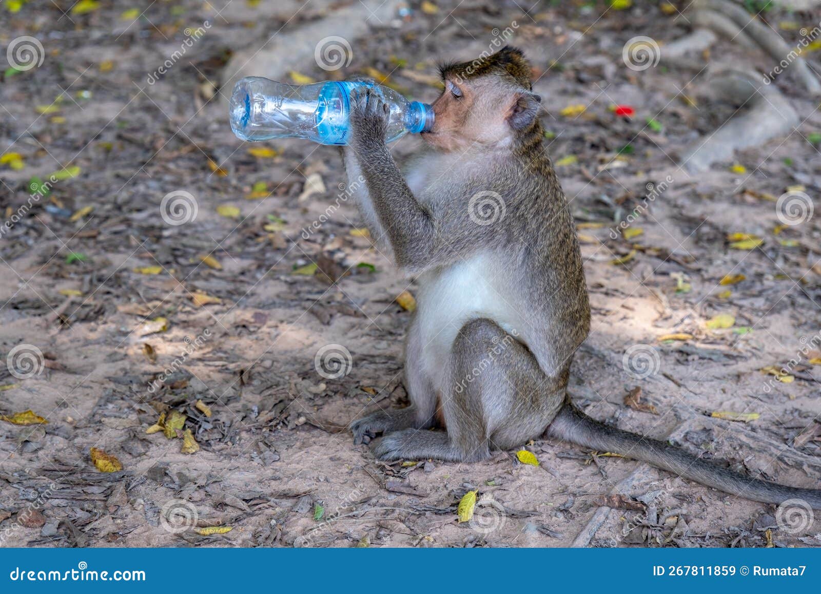 The Long Tail Macaque Monkey Drinks from an Empty Plastic Bottle in the ...