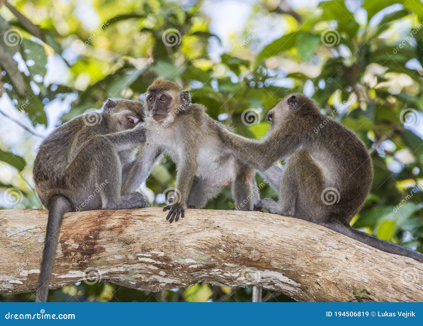 Long-tail Macaque Monkey in the Jungle in Borneo Stock Image - Image of ...
