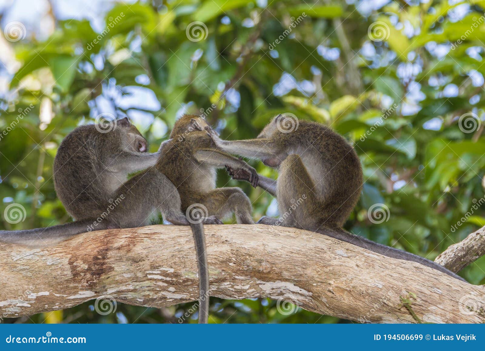 Long-tail Macaque Monkey in the Jungle in Borneo Stock Image - Image of ...