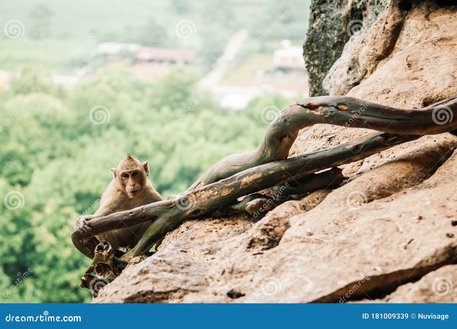 Long Tail Macaque Monkey Sit on Rock Cliff Tropical Forest Staring at ...
