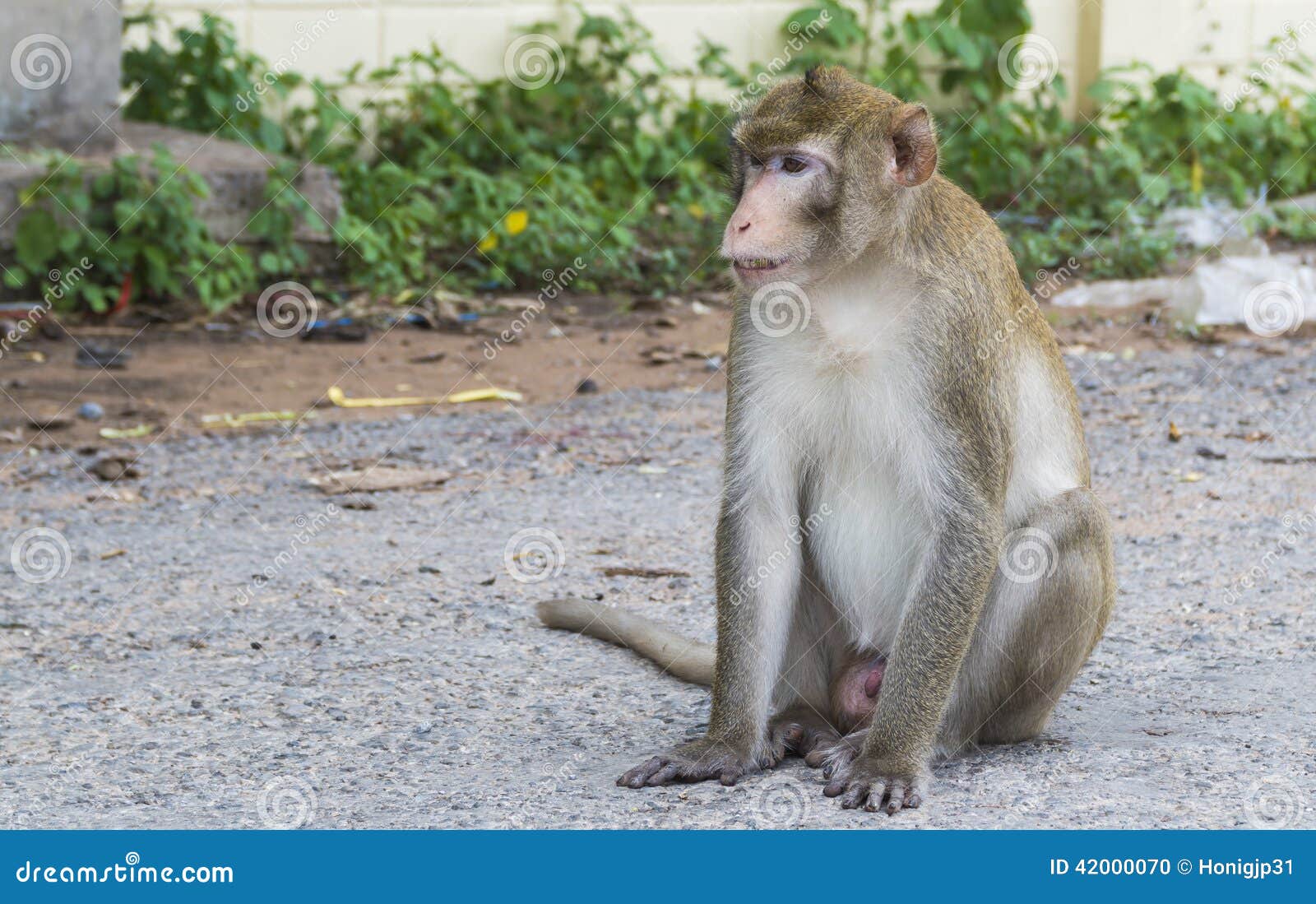 Long tail macaque stock photo. Image of natural, forest - 42000070