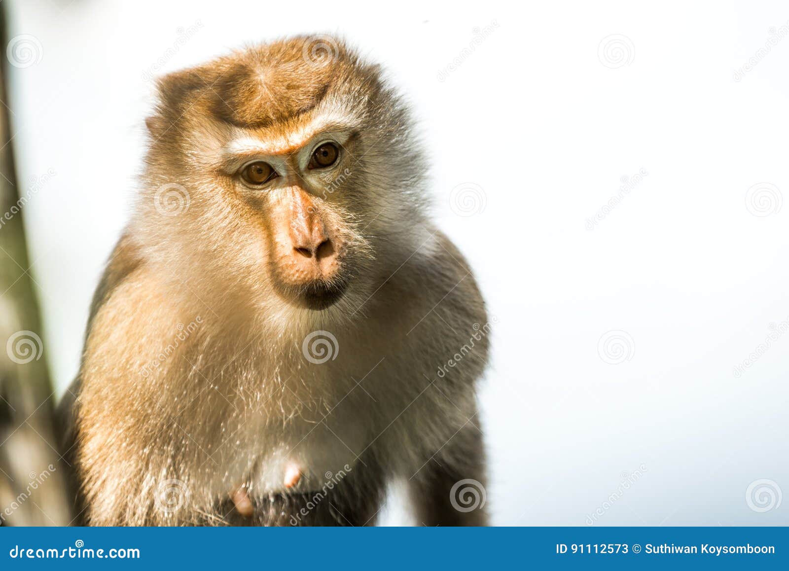 Long tail monkey stock image. Image of mammal, chimpanzee - 91112573