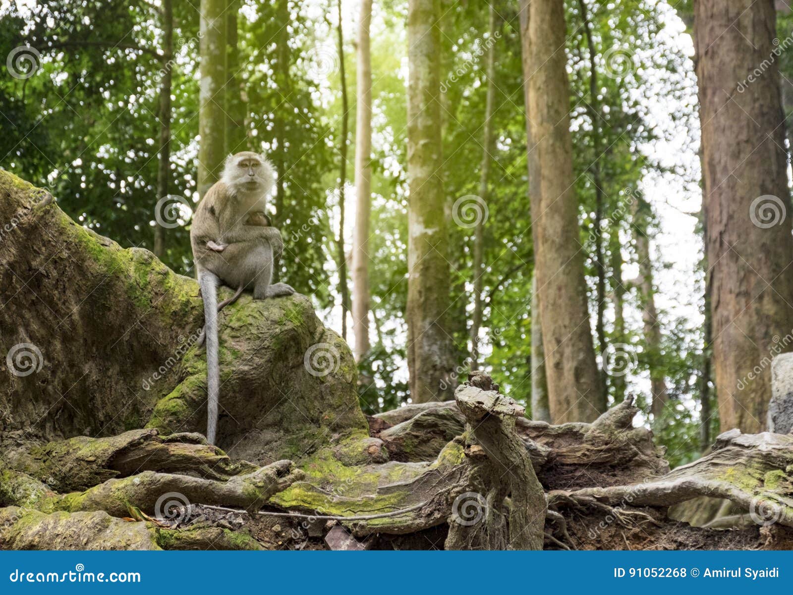 Long Tail Monkey Seating On Buttress Root Surrounded By Green Forest ...