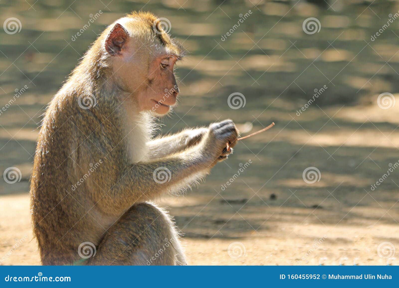 Long Tail Monkeys with Rim Light Stock Photo - Image of eyes, closeup ...