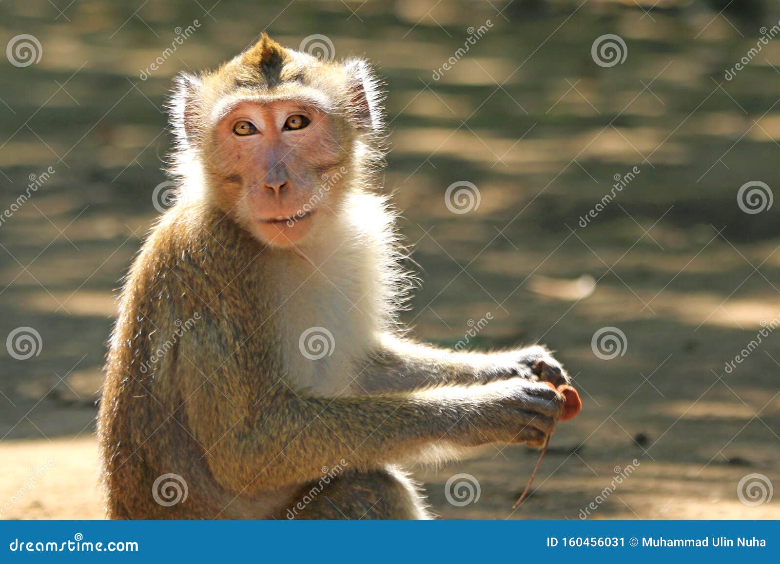 MONKEYS TAIL OR BOBBEJAAN STERT PLANT Stock Photo | CartoonDealer.com ...