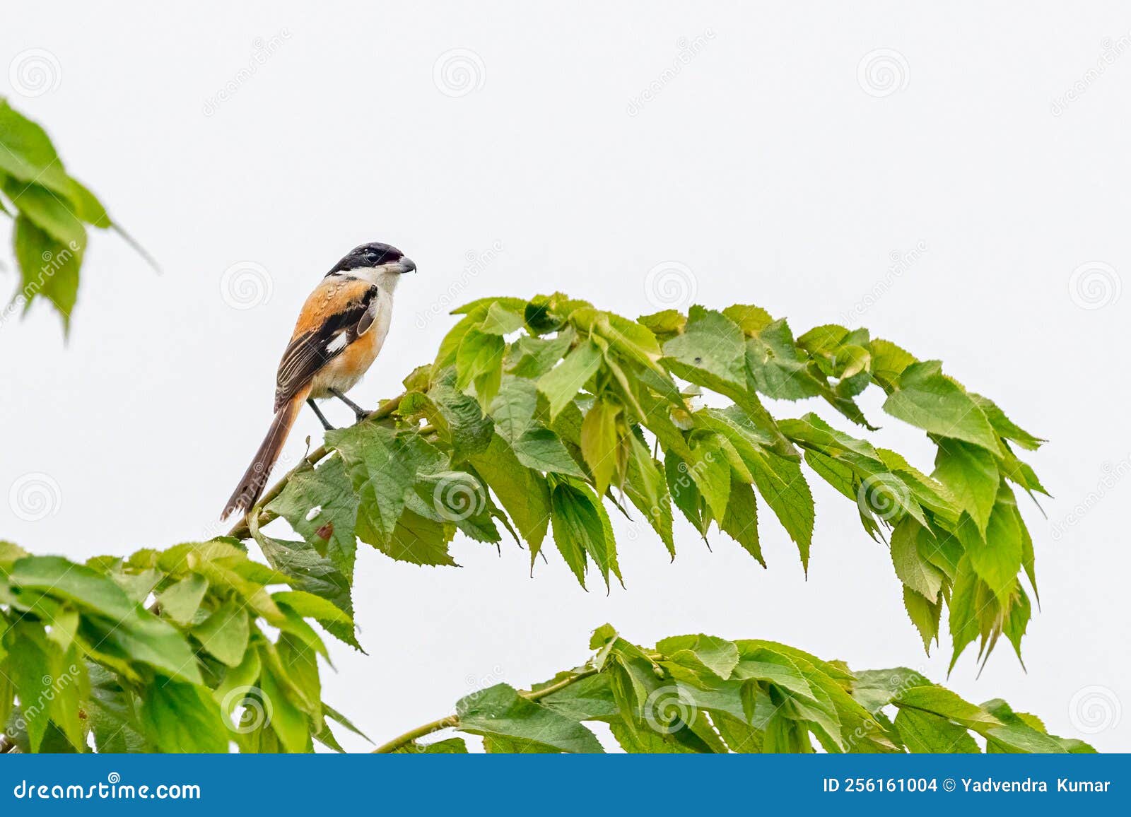A Long Tail Shrike Perching on a Tree Stock Photo - Image of hair ...