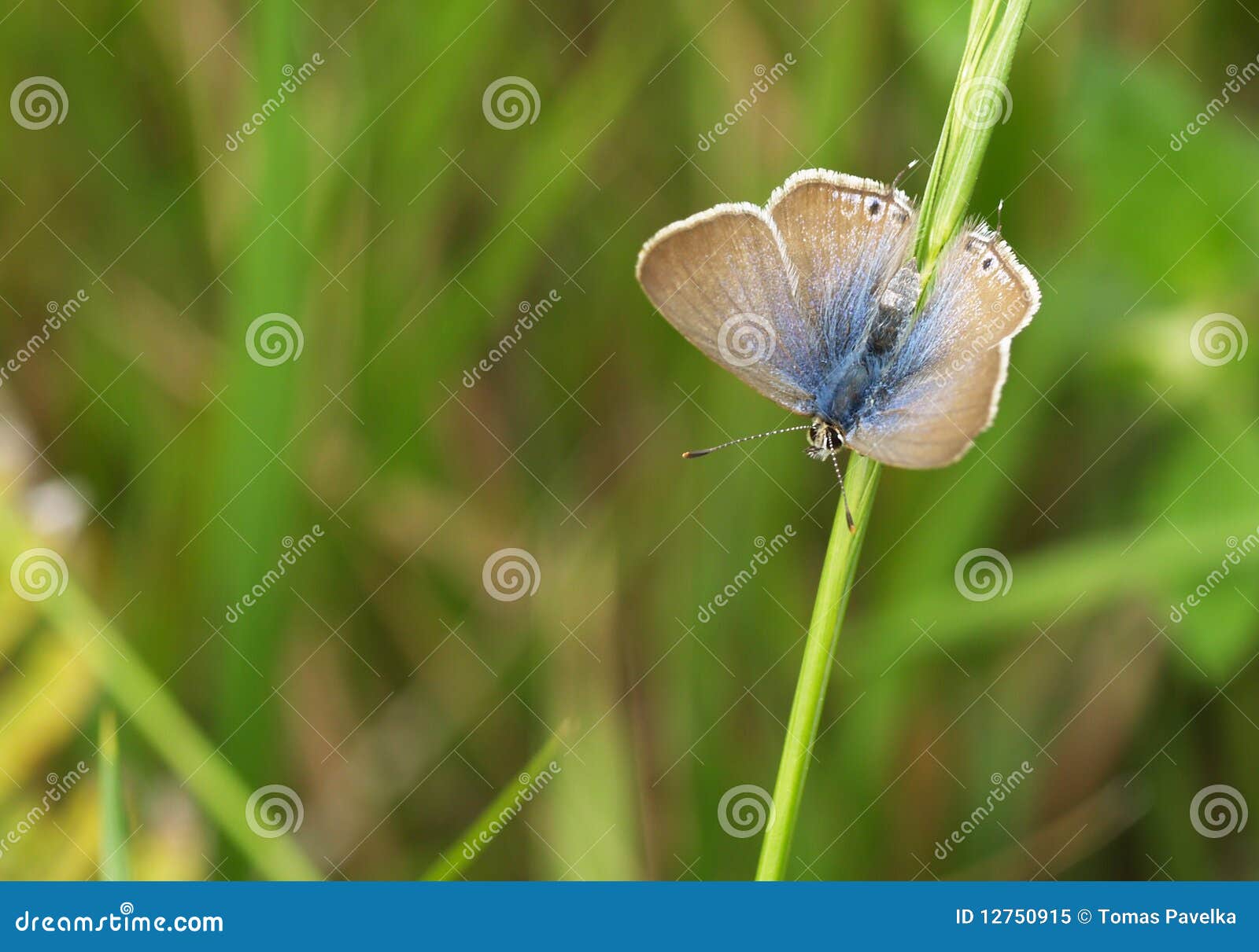 Long-tailed blue butterfly stock image. Image of wing - 12750915