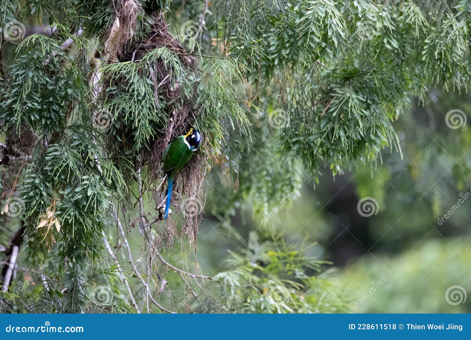Long-Tailed Broadbill Bird on Tree Branch at Nature Deep Forest Jungle ...