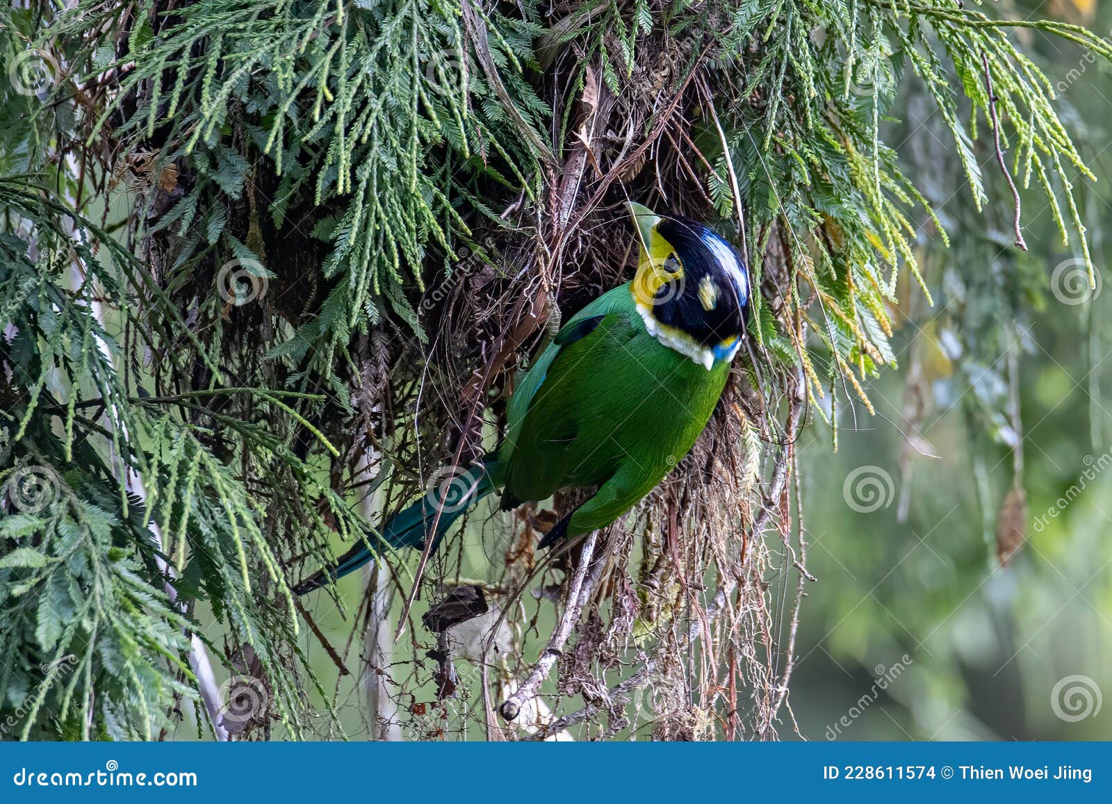 Long-Tailed Broadbill Bird on Tree Branch at Nature Deep Forest Jungle ...