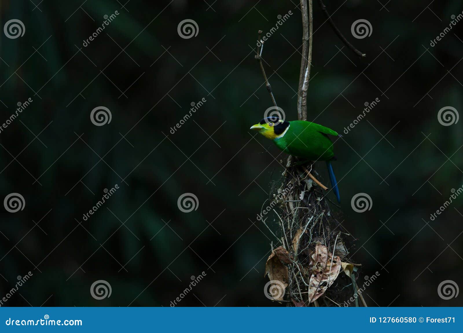 Long Tailed Broadbill on Tree Branch Stock Photo - Image of colorful ...