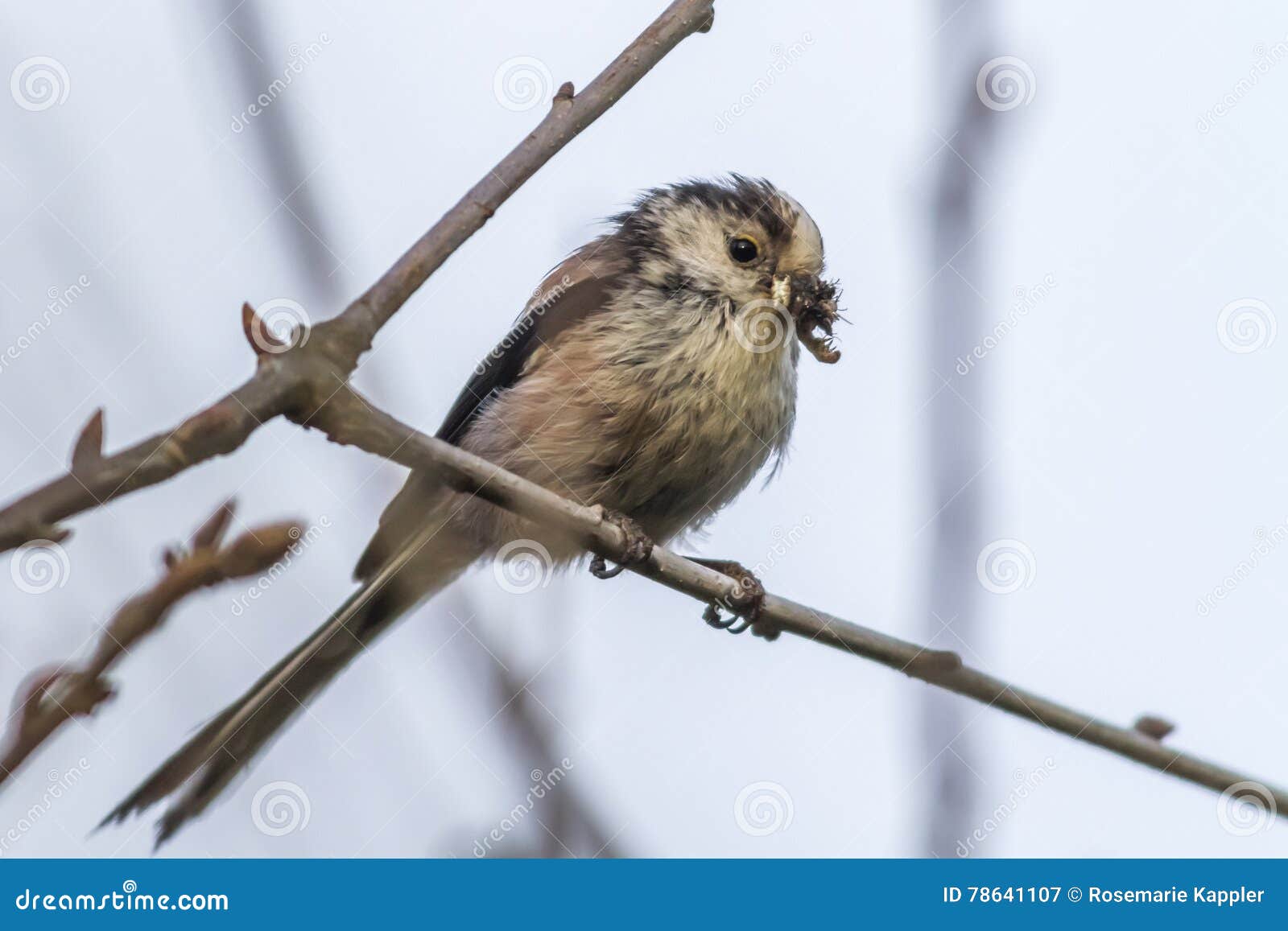 Long-tailed Bushtit (Aegithalos Caudatus) Stock Image - Image of ...