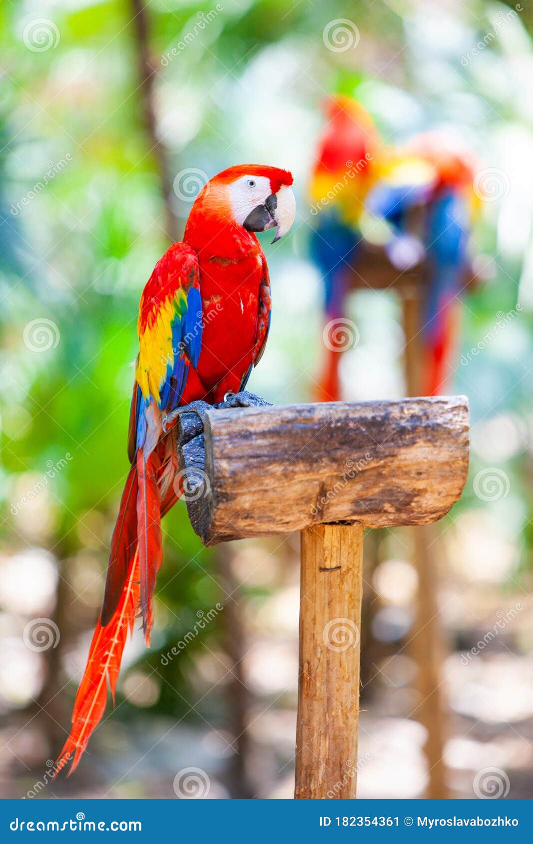 Long-tailed Colorful Macaw Parrot Stock Image - Image of beak, macaw ...