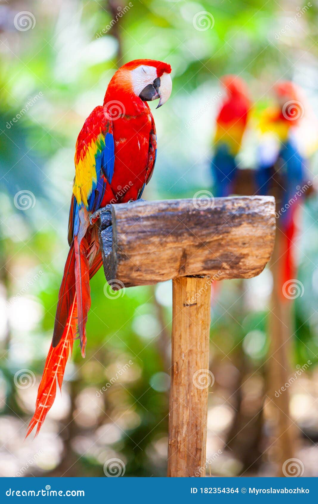 Long-tailed Colorful Macaw Parrot Stock Photo - Image of fauna, animal ...