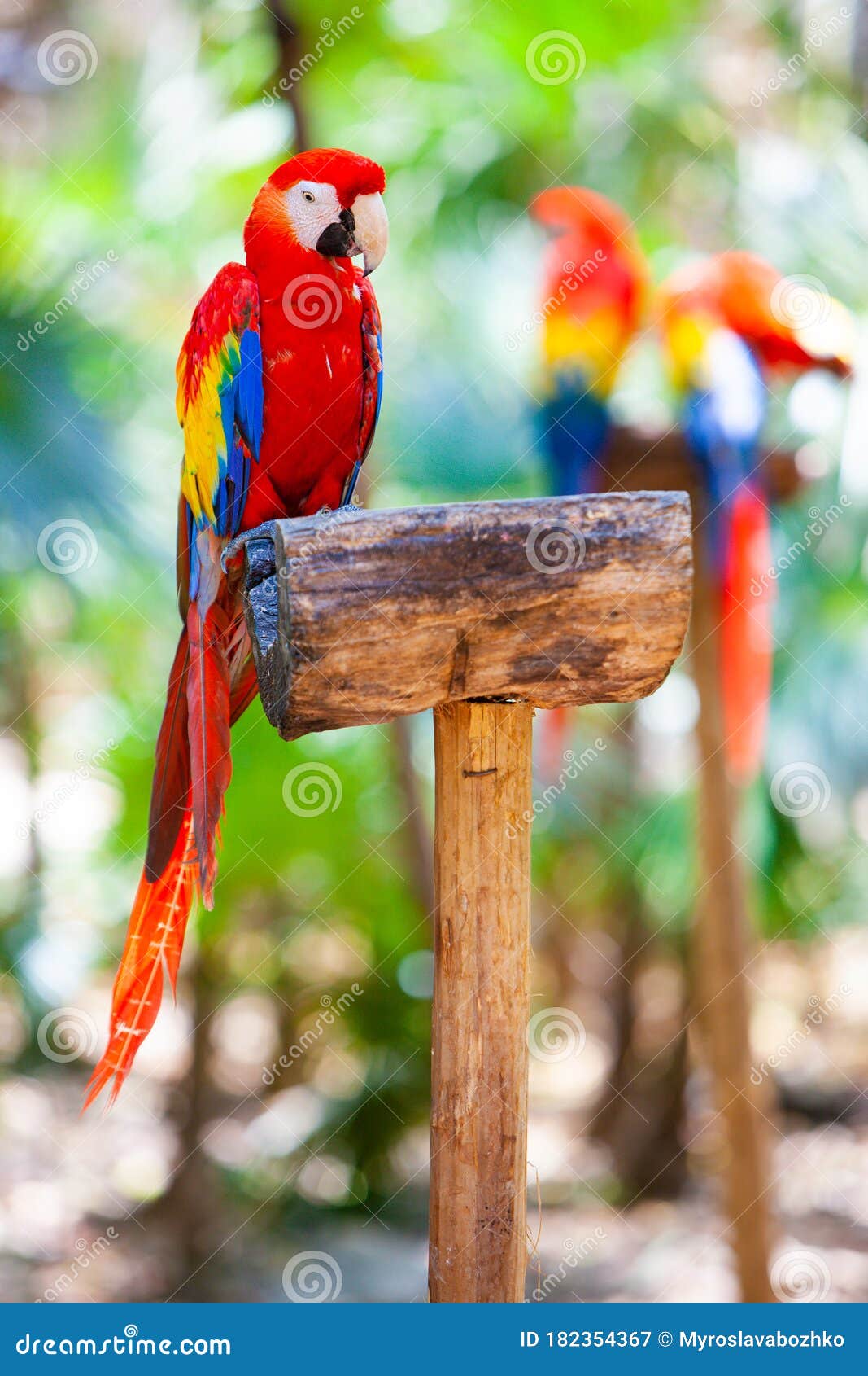 Long-tailed Colorful Macaw Parrot Stock Image - Image of parrot ...