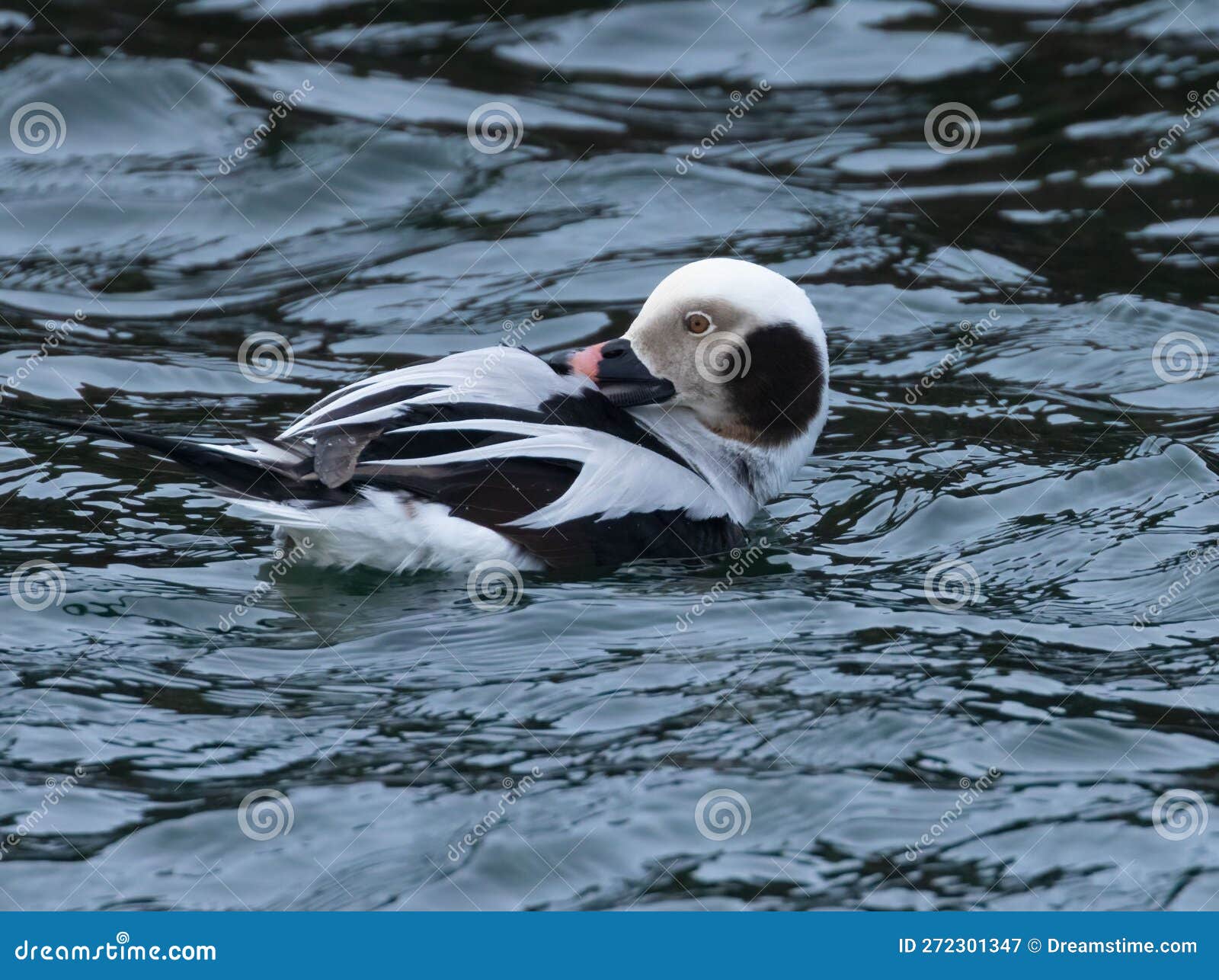 Long-Tailed Duck Gliding Across a Tranquil Lake Stock Image - Image of ...