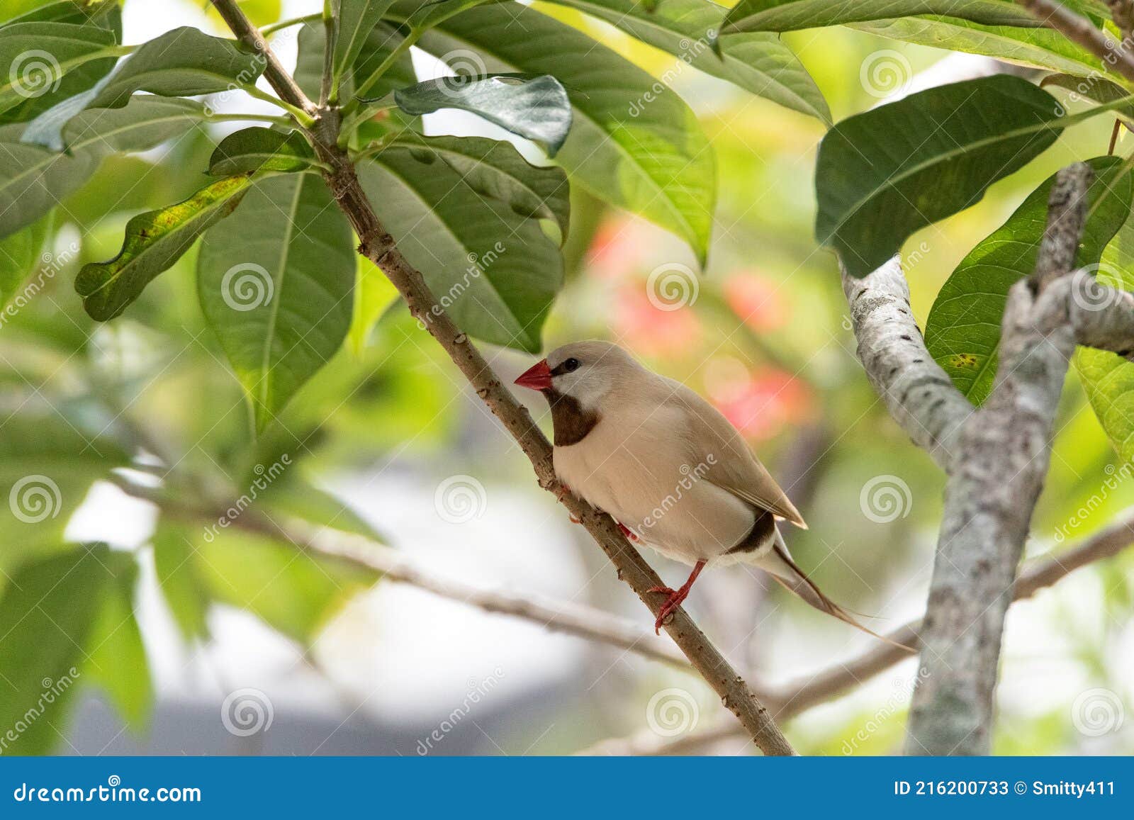 Long Tailed Finch Bird Poephila Acuticauda Stock Image - Image of ...
