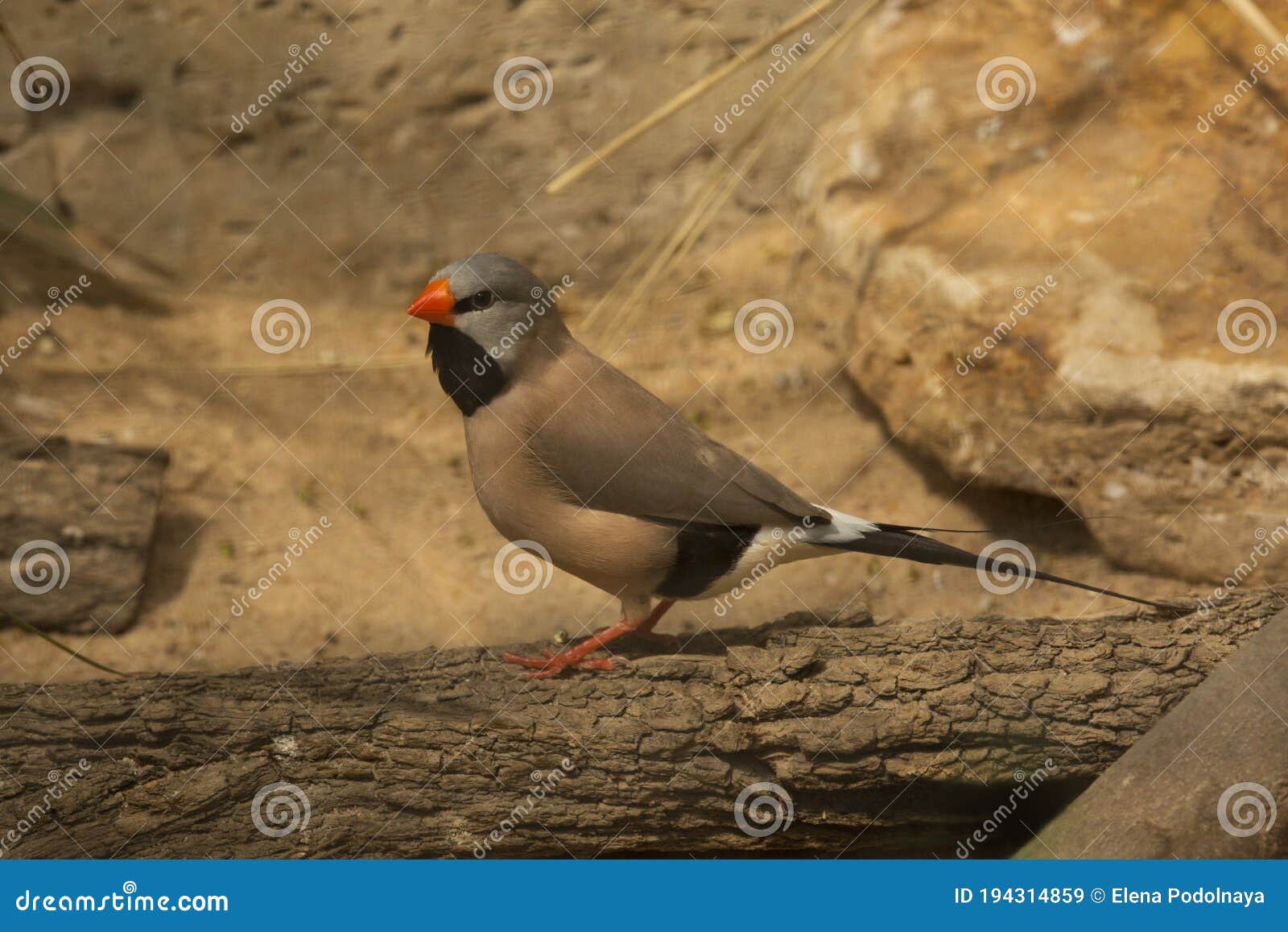 The Long-tailed Finch Poephila Acuticauda. Stock Image - Image of ...